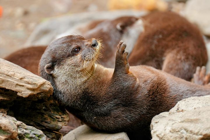 Smooth Coated Otter Behavior and Conservation Facts