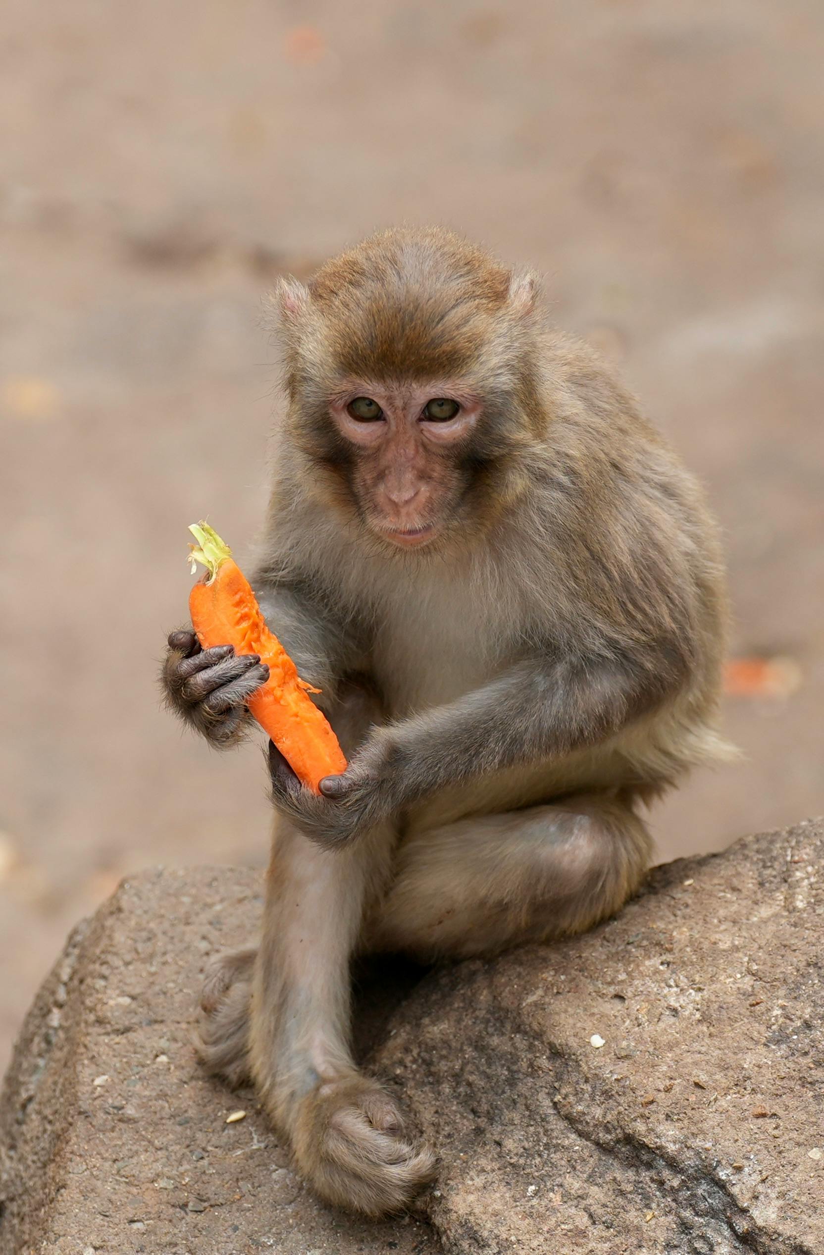 Monkey Sitting with Food · Free Stock Photo