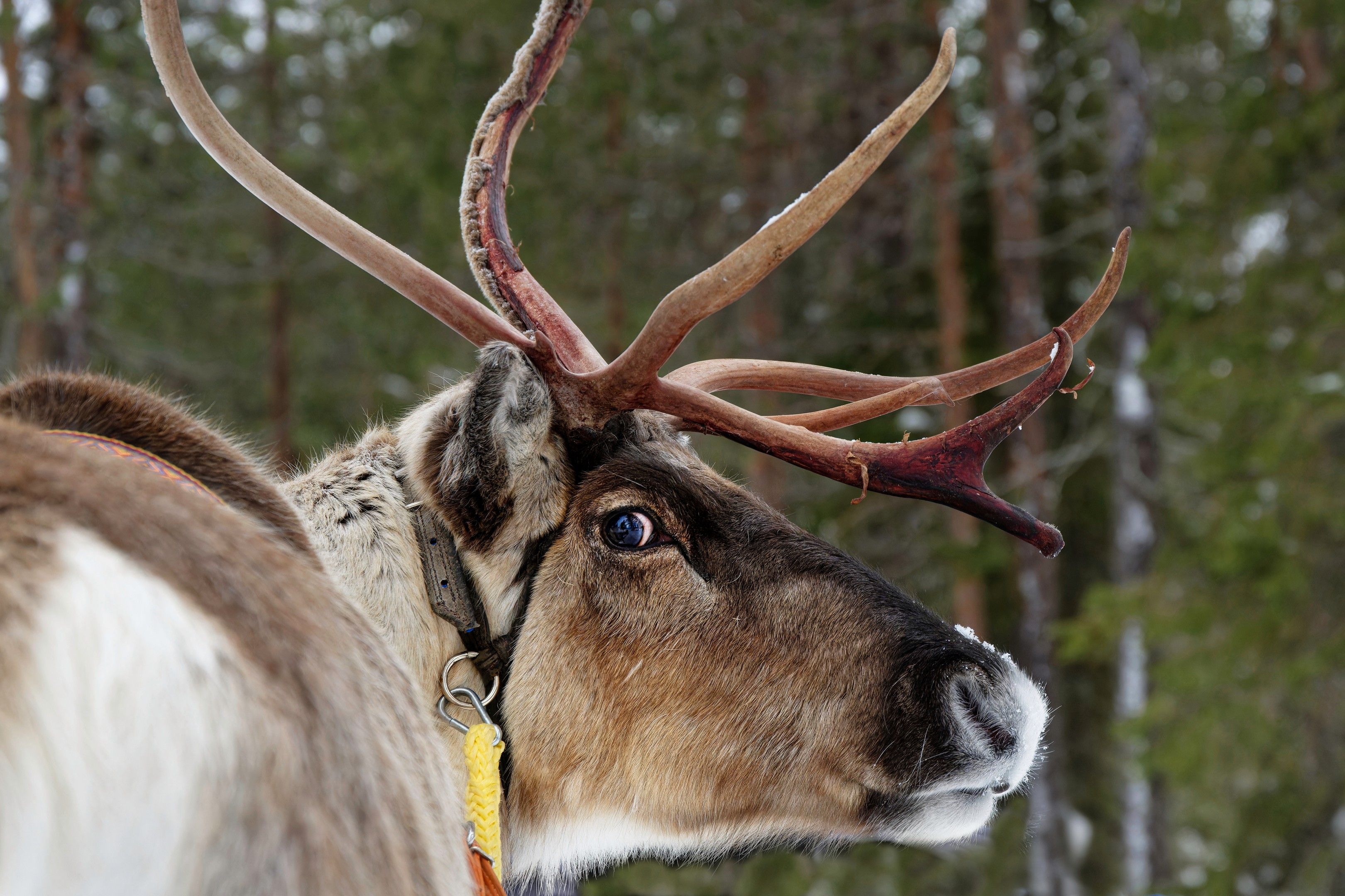 Portrait of Reindeer with Antlers · Free Stock Photo