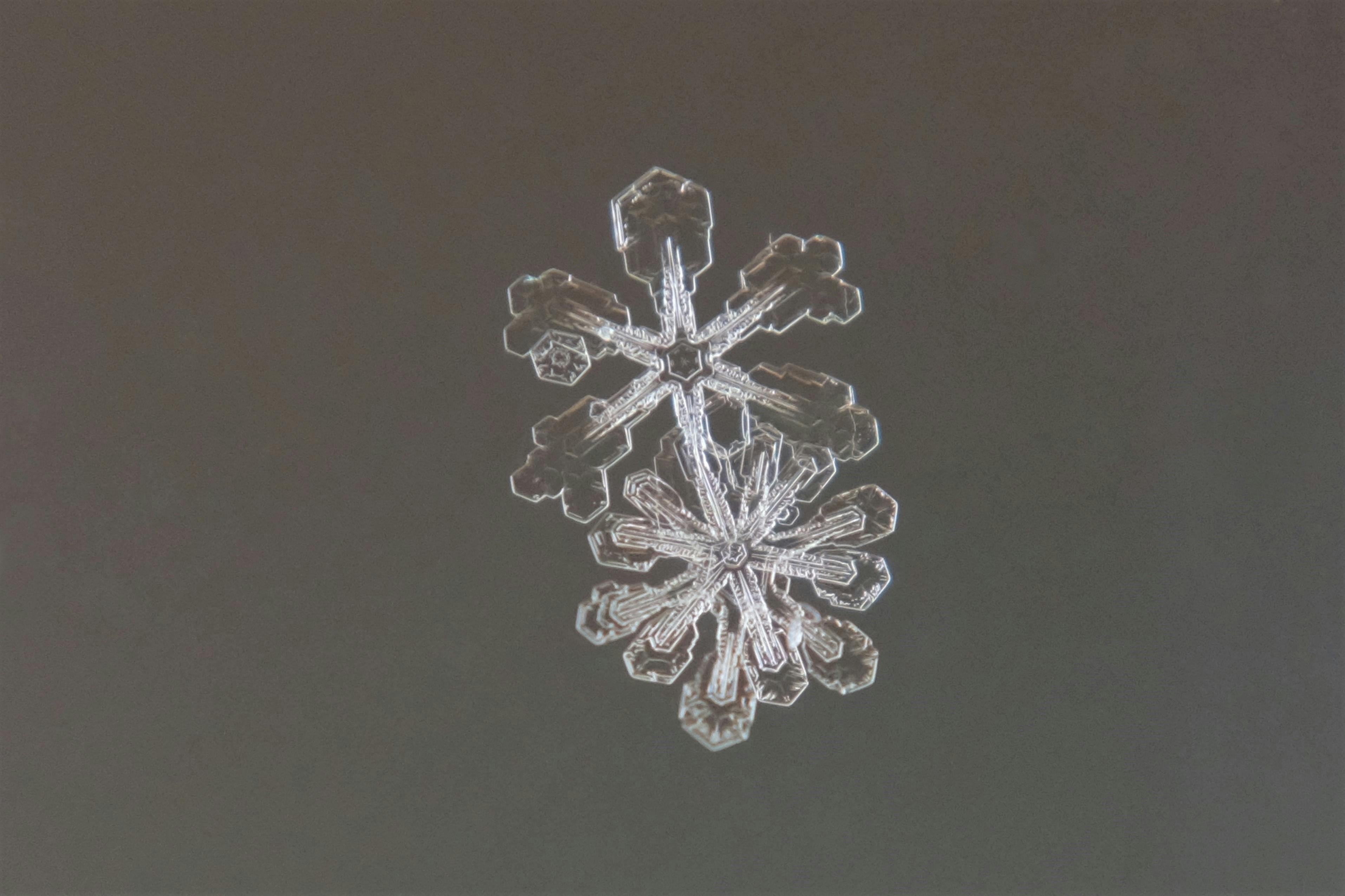 Close Up of a Falling Snowflake · Free Stock Photo