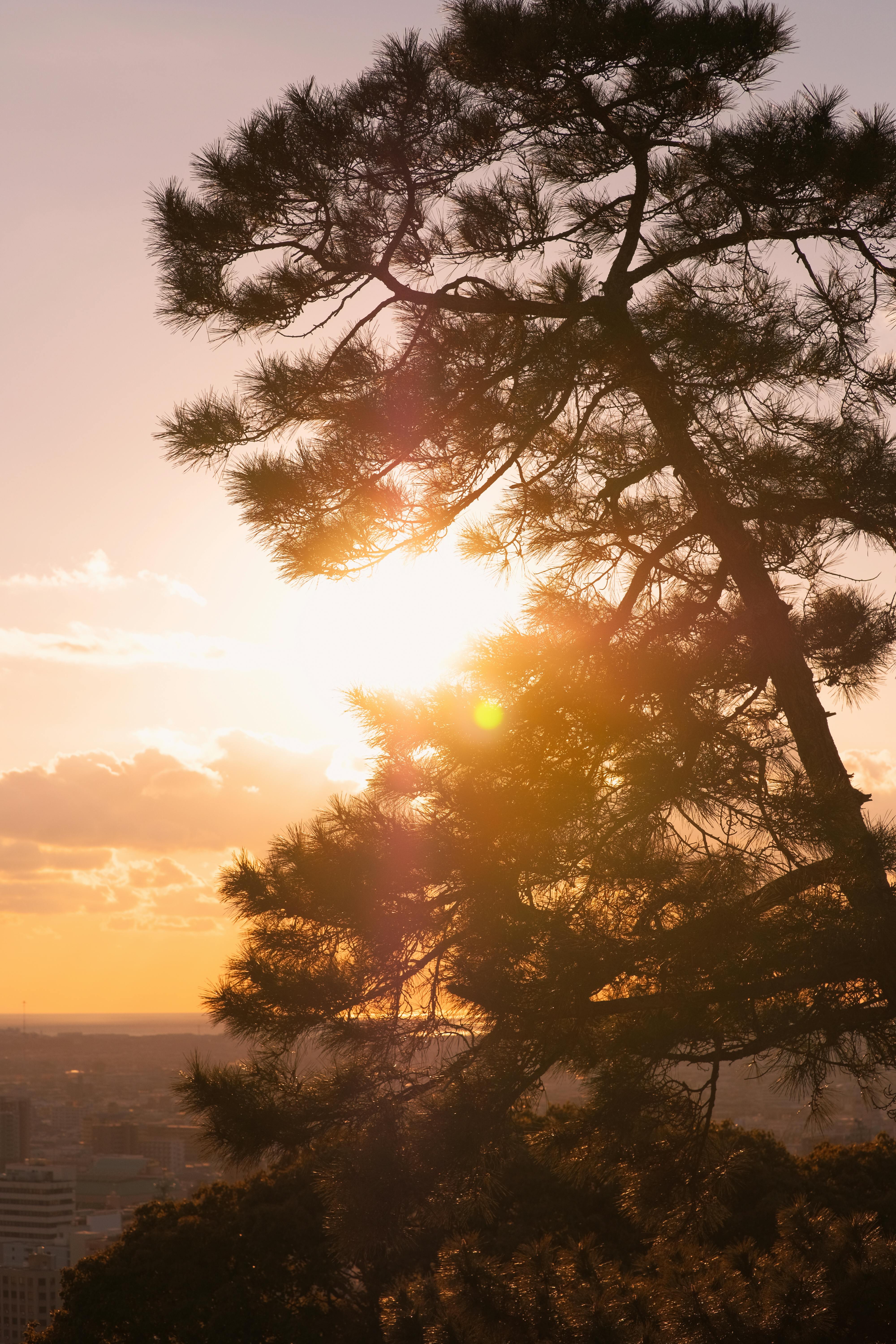 Sun Shining through a Tree at Sunset · Free Stock Photo
