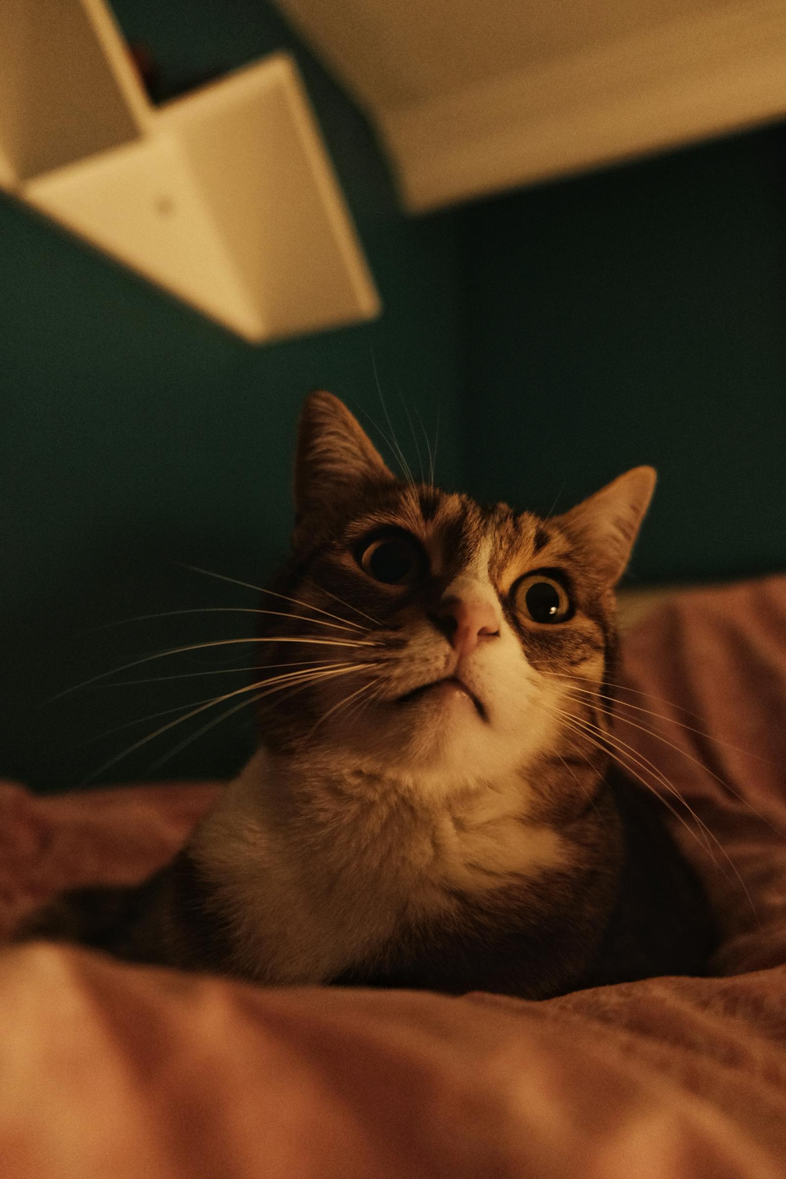 Surprised Cat Photos, Download The BEST Free Surprised Cat Stock Photos ...