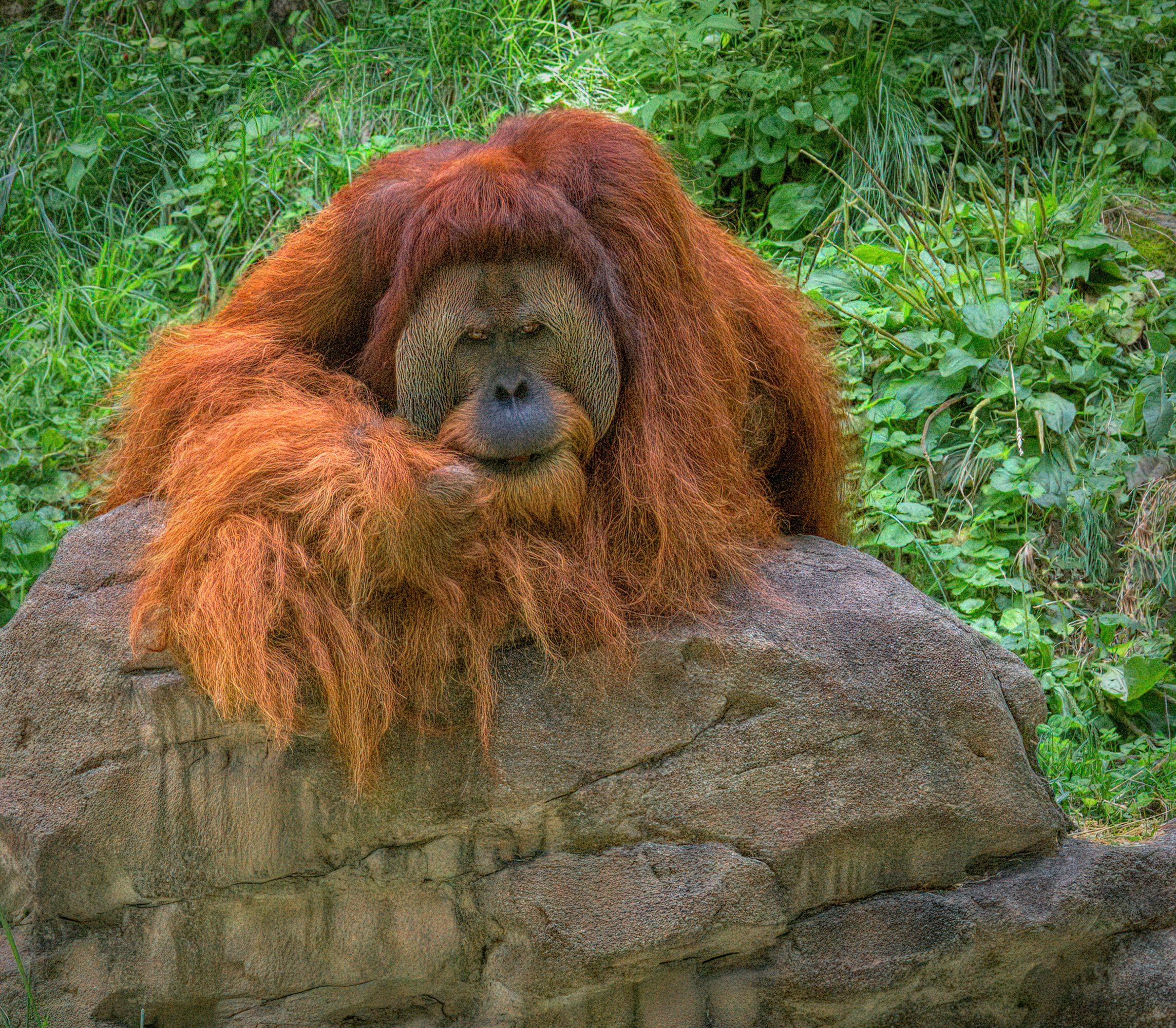 Orangutan Photos, Download The BEST Free Orangutan Stock Photos & HD Images