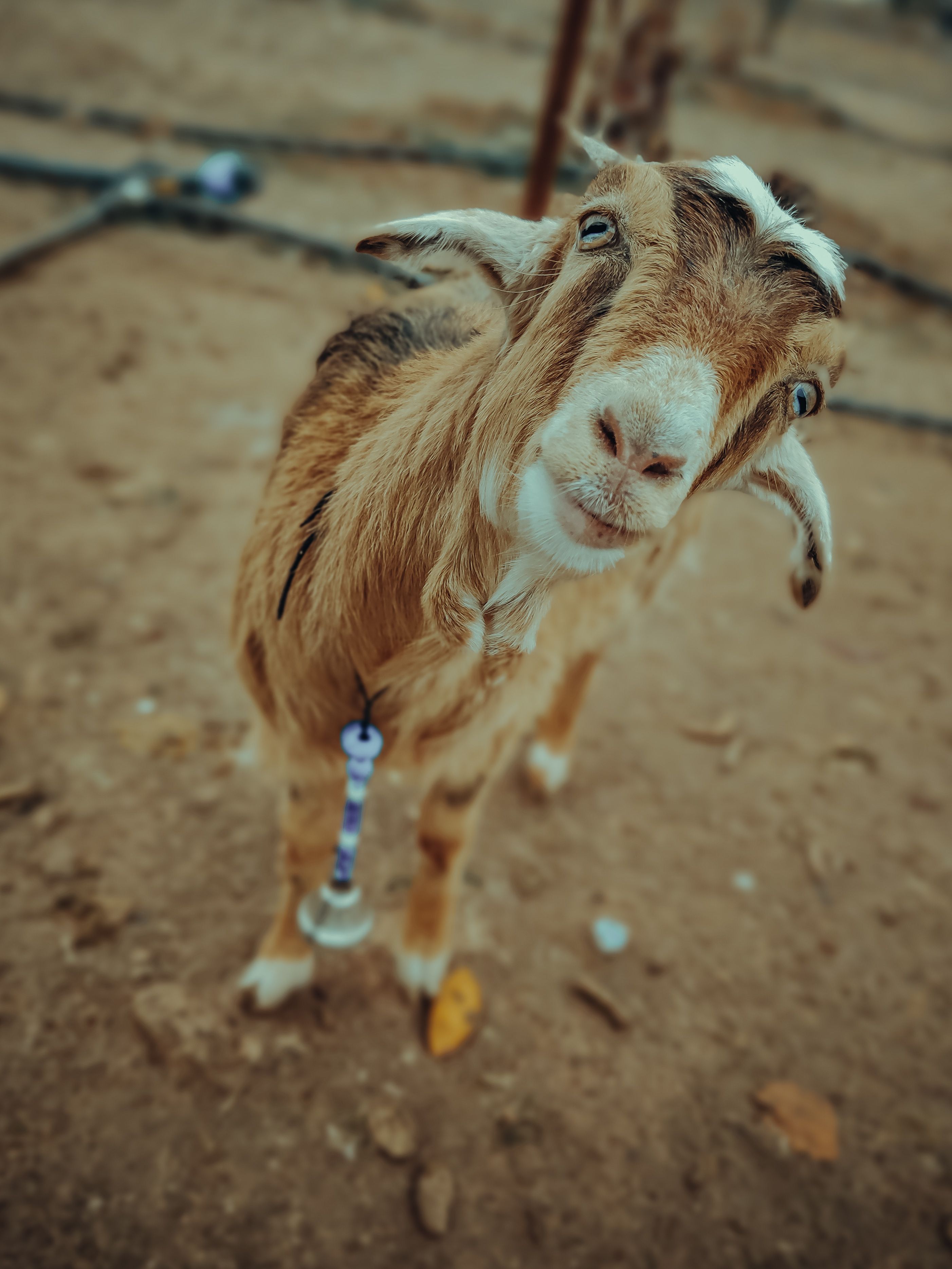 Kifri Photos, Download The BEST Free Kifri Stock Photos & HD Images