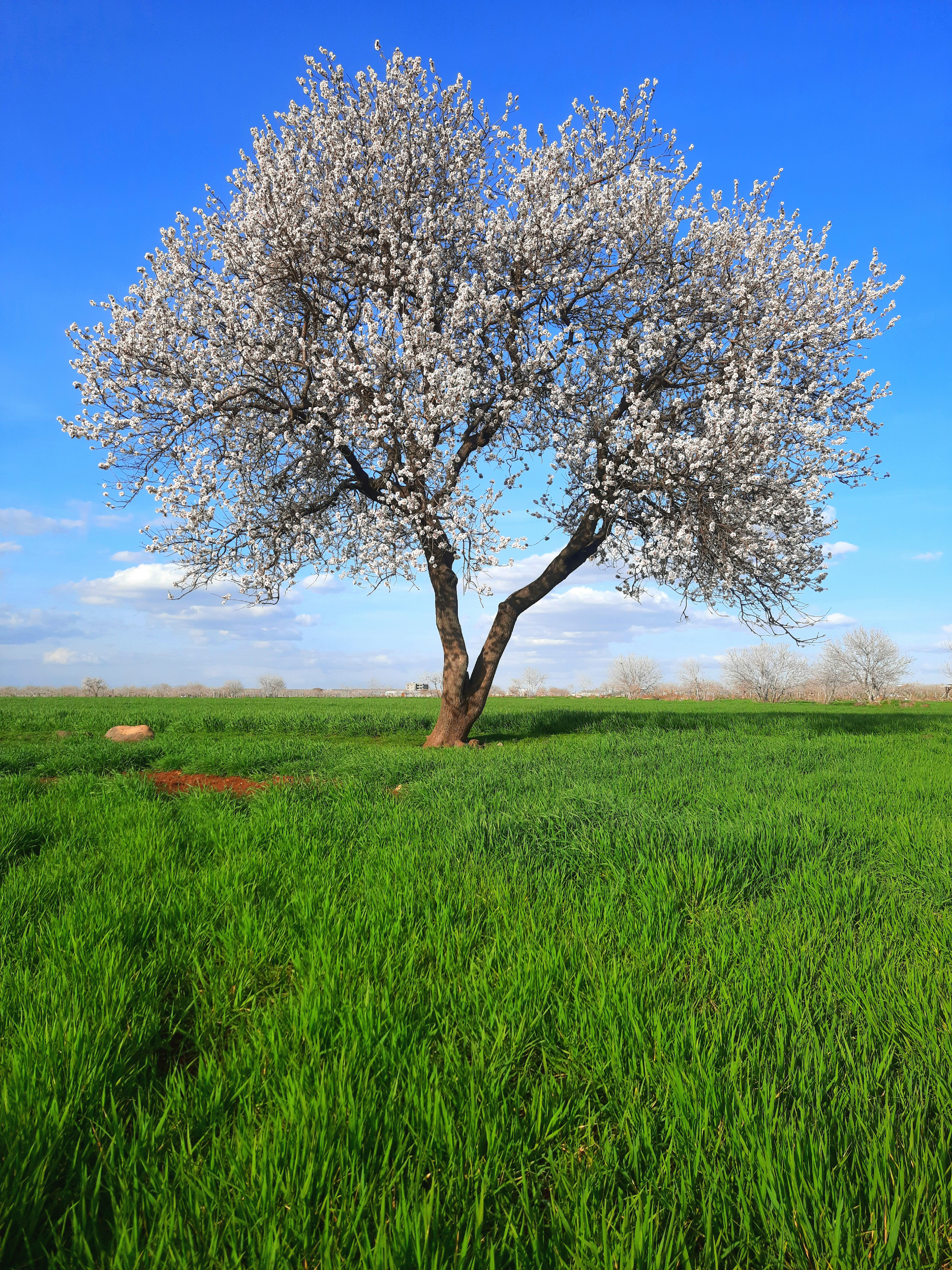 Blossoming Apple Tree among Lush Grass · Free Stock Photo