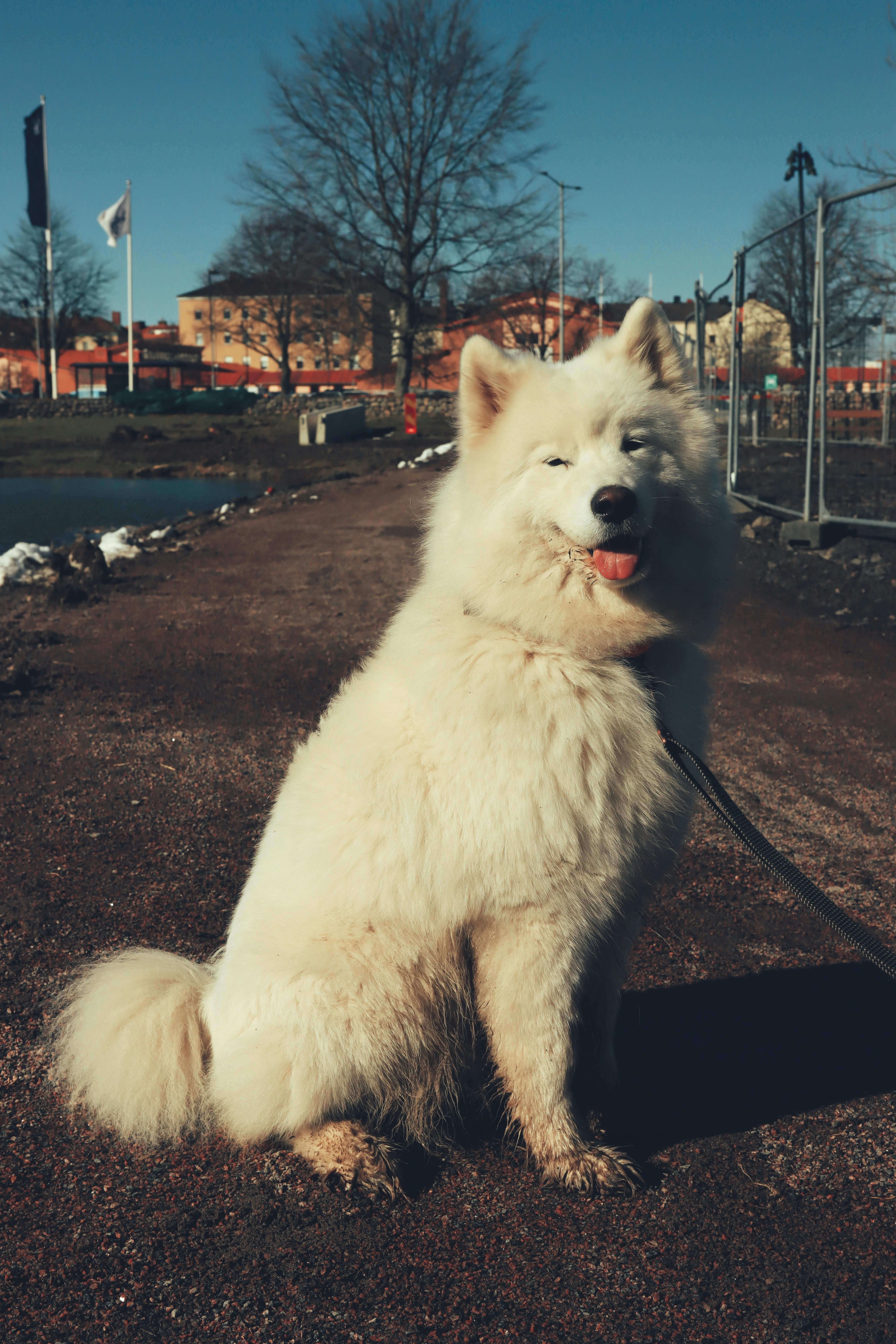 Photo of samoyed, a white dog, in stockholm, sweden · Free Stock Photo