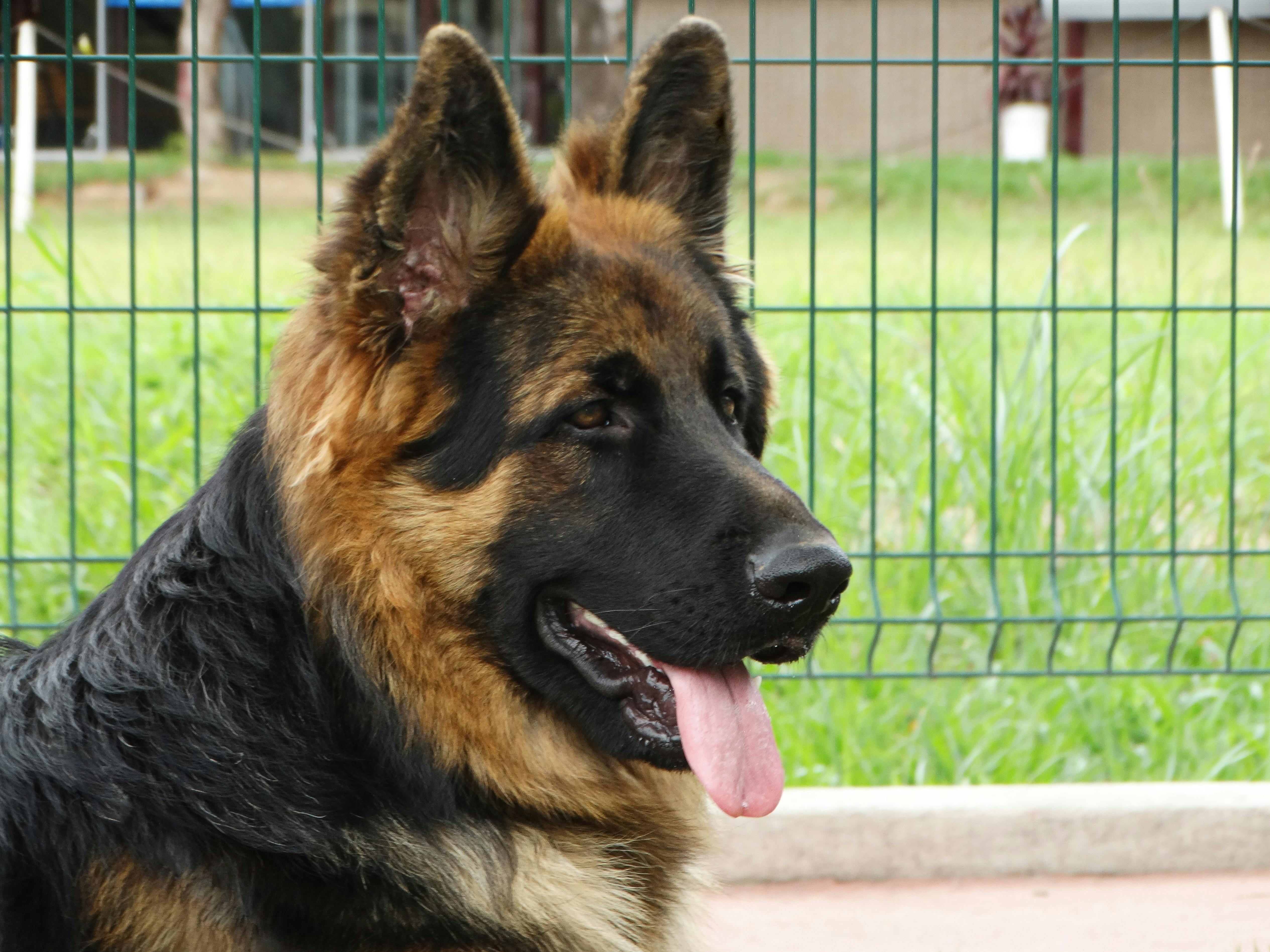 A K9 Dog Sitting on the Grass · Free Stock Photo