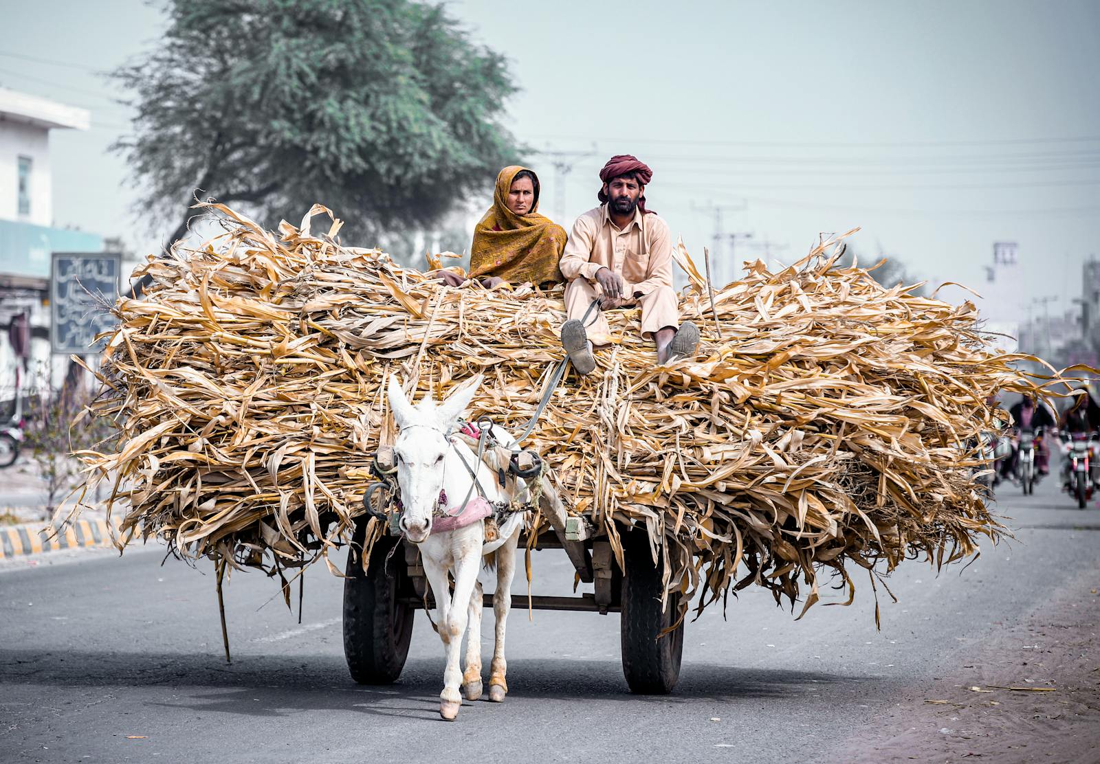Mule Photos, Download The BEST Free Mule Stock Photos & HD Images