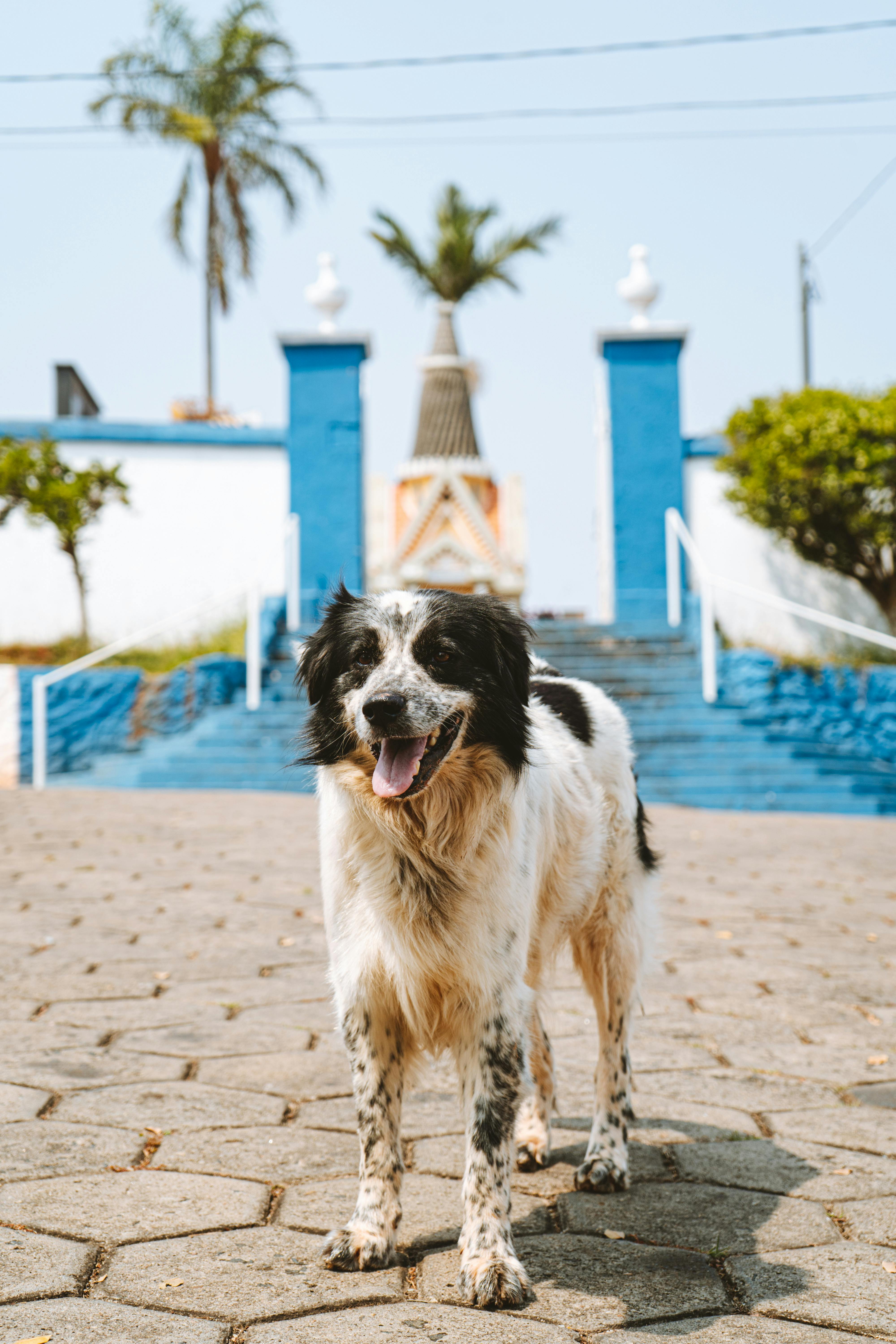 Close up of Dog · Free Stock Photo