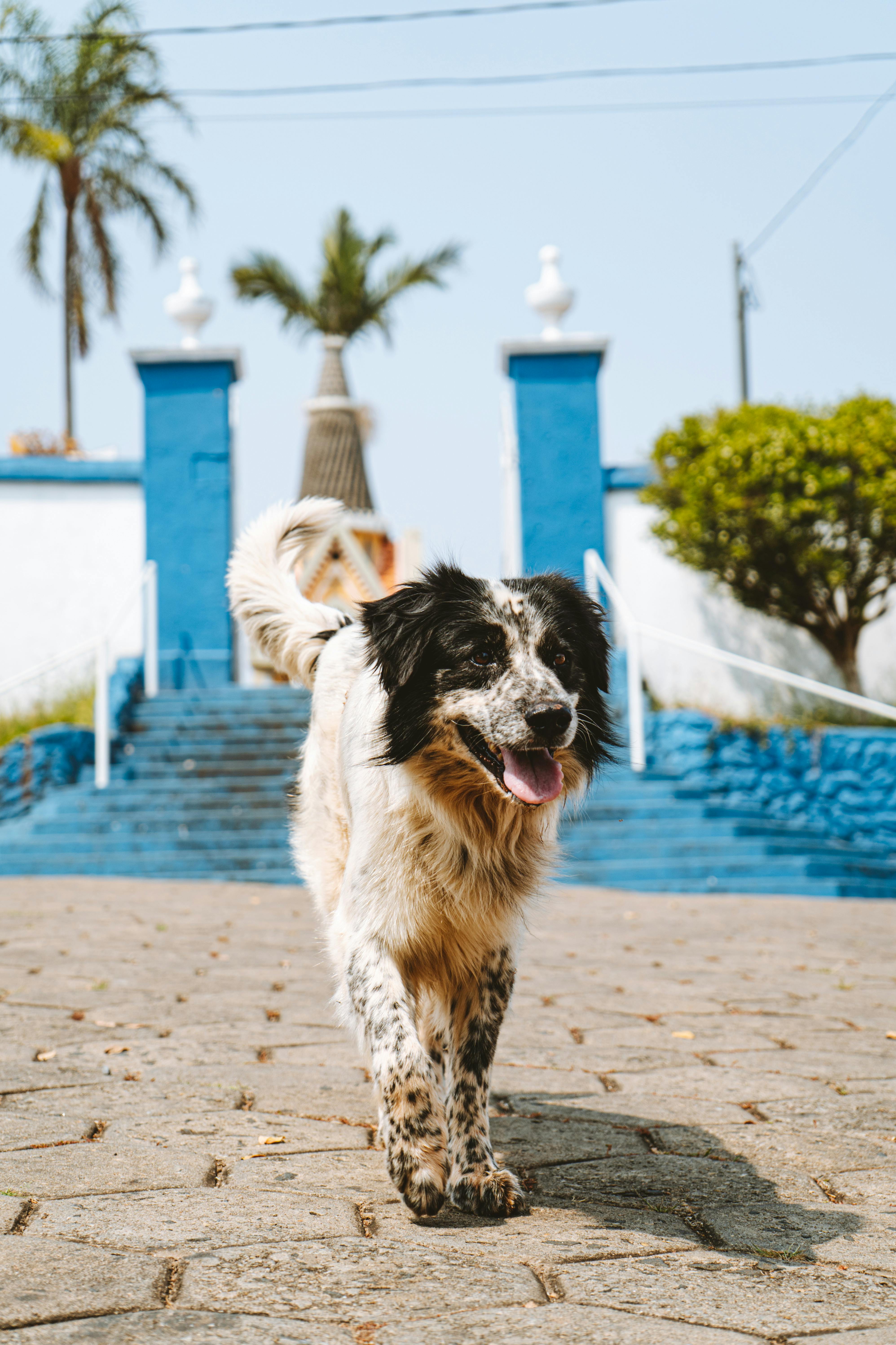 Close up of Dog · Free Stock Photo