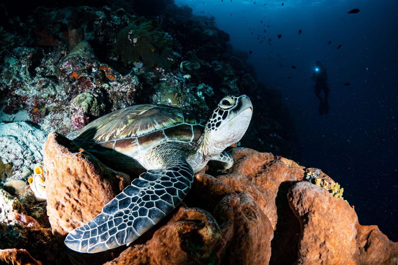 Tortoise Underwater Photos, Download The BEST Free Tortoise Underwater ...