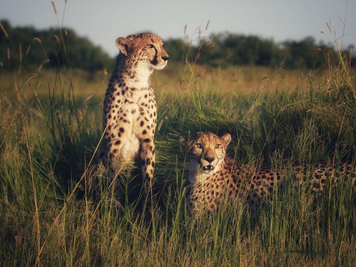 Cheetahs Photos, Download The BEST Free Cheetahs Stock Photos & HD Images