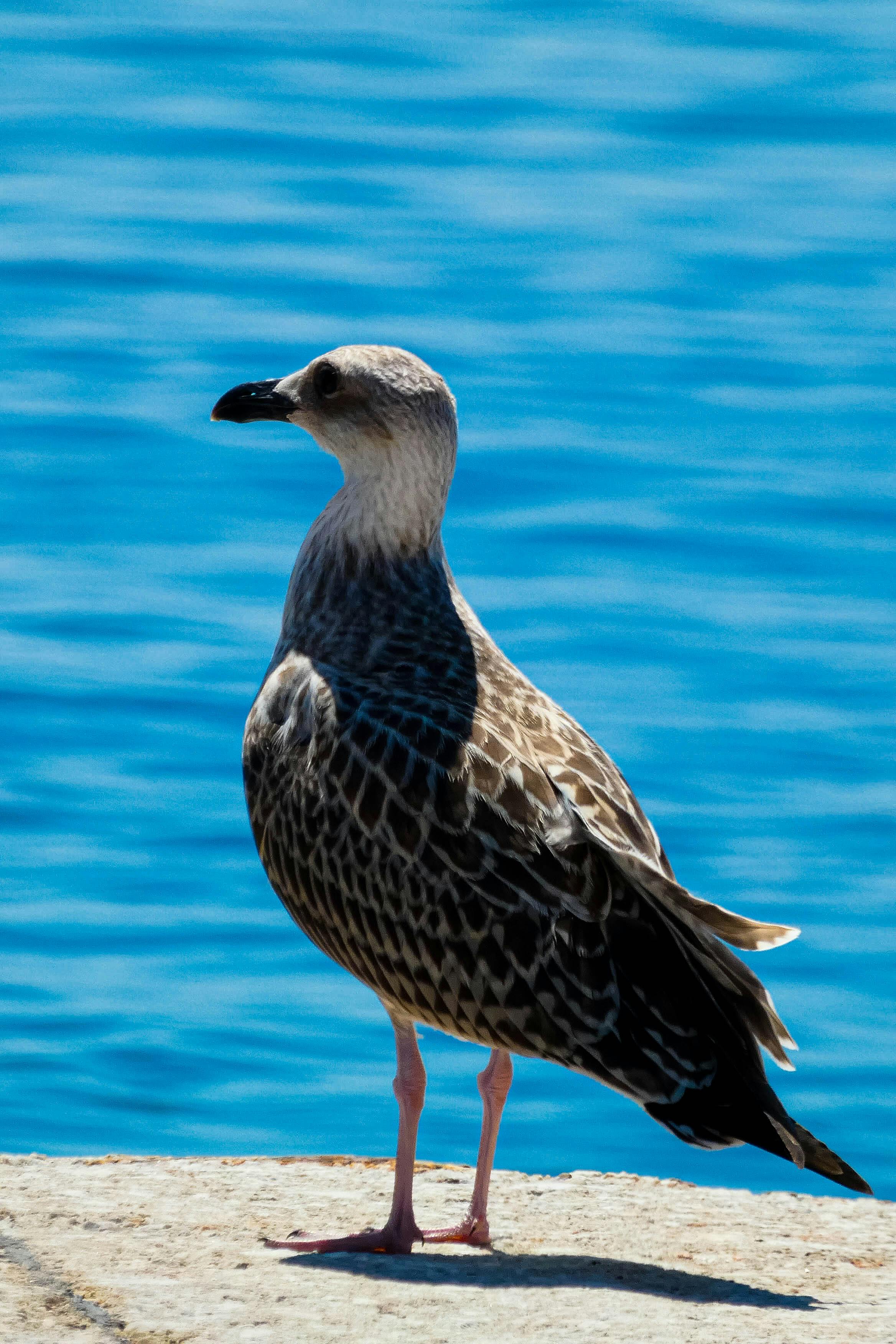 Back View of Seagull · Free Stock Photo