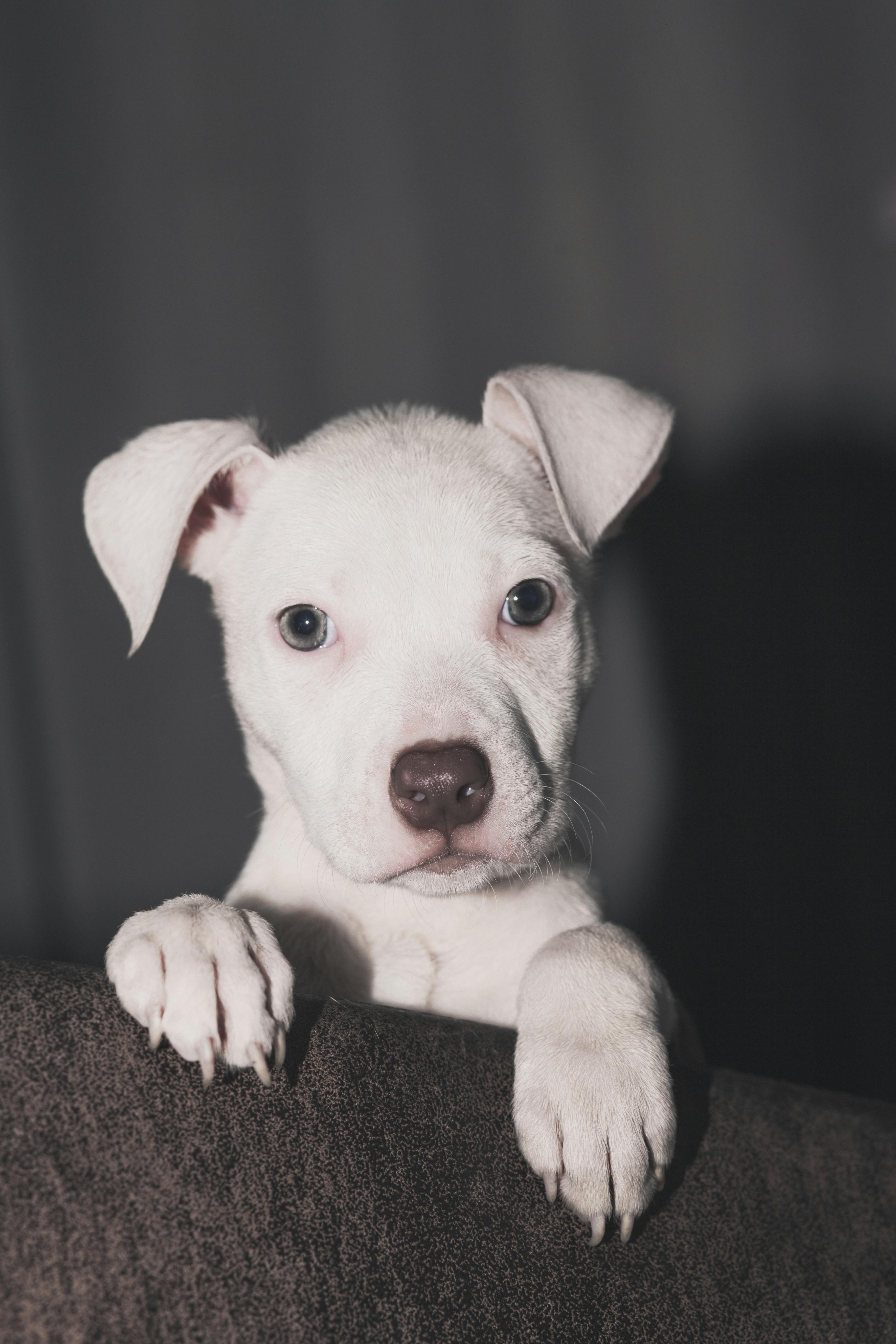Foto de stock gratuita sobre adorable, animal, dogo argentino, mascota ...