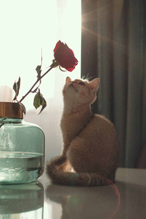 Cat And Rose Wallpaper Photos, Download The BEST Free Cat And Rose ...