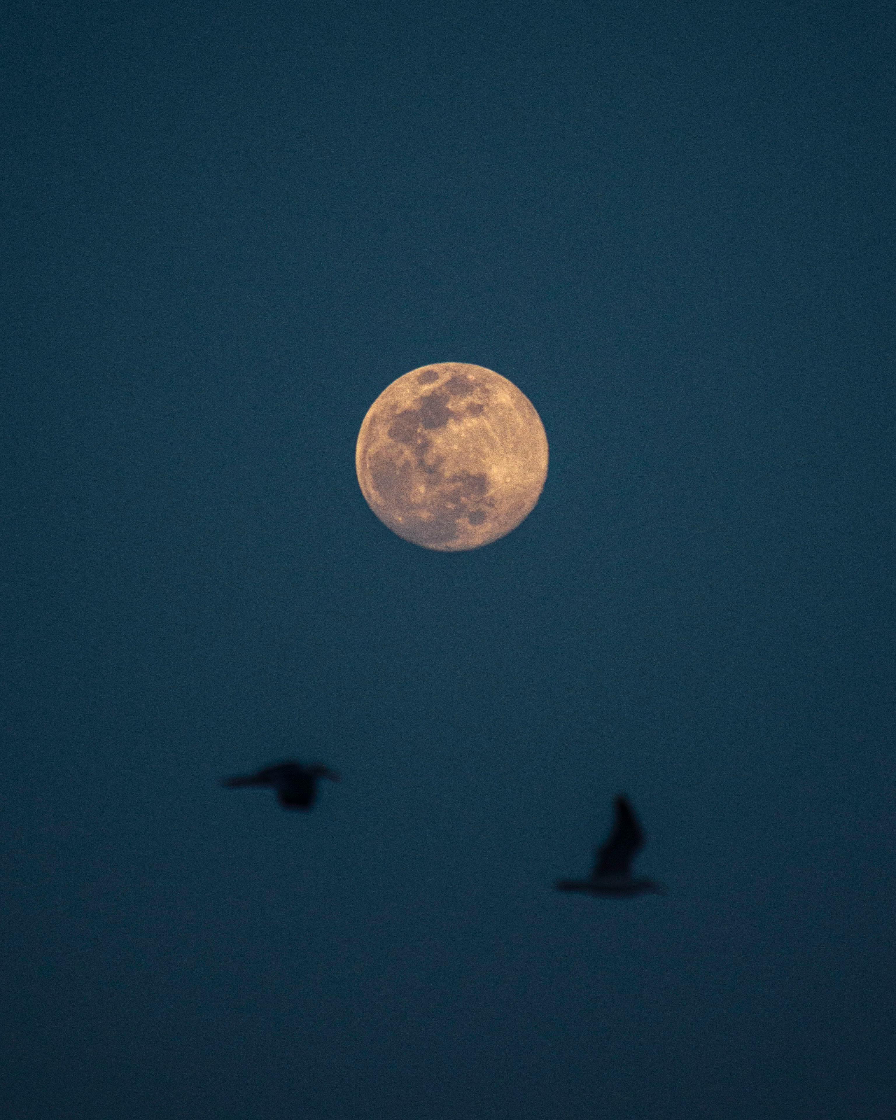 Bird Flying under Moon · Free Stock Photo