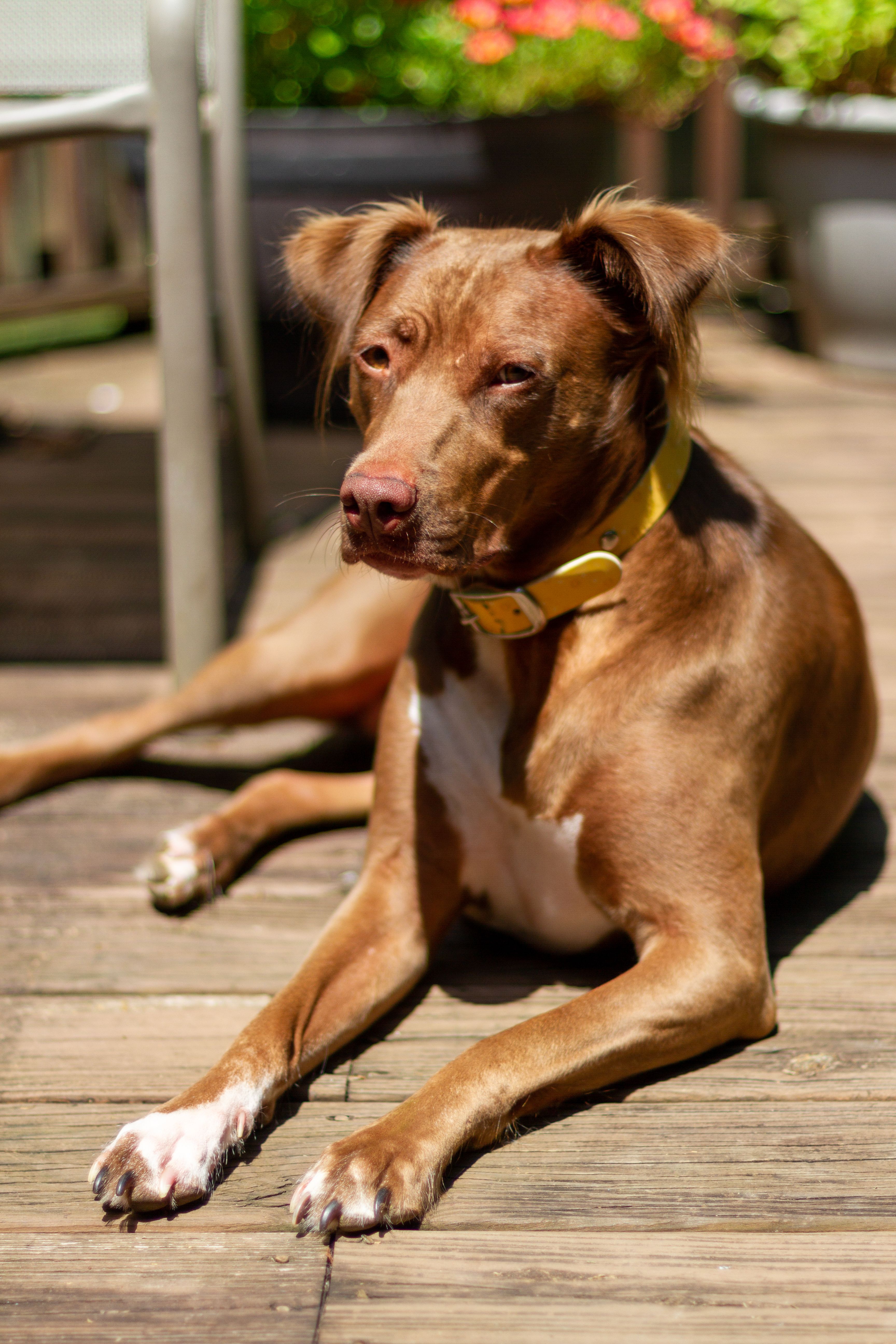 Dog Planks Photos, Download The BEST Free Dog Planks Stock Photos & HD ...