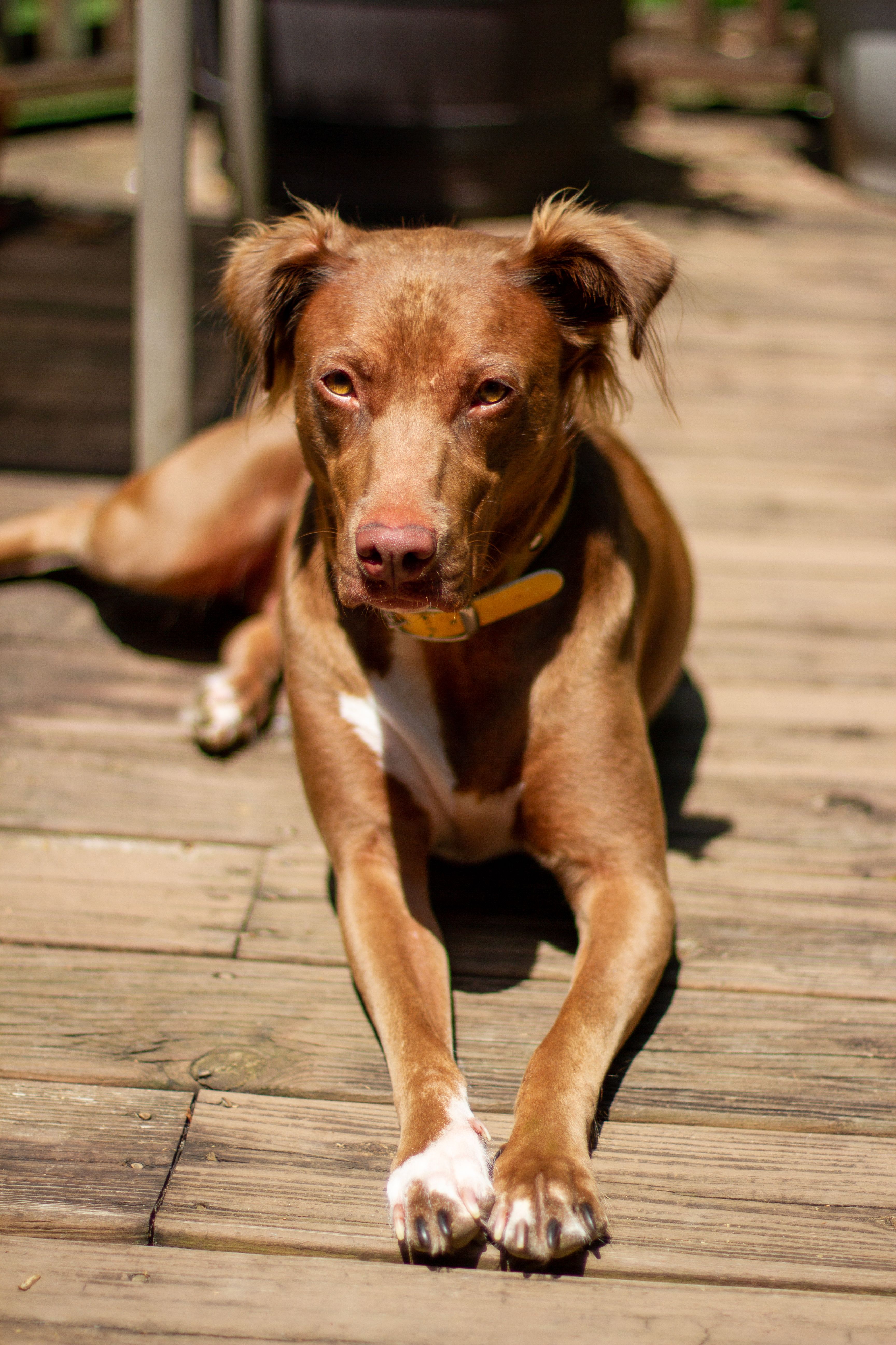 Dog Planks Photos, Download The BEST Free Dog Planks Stock Photos & HD ...