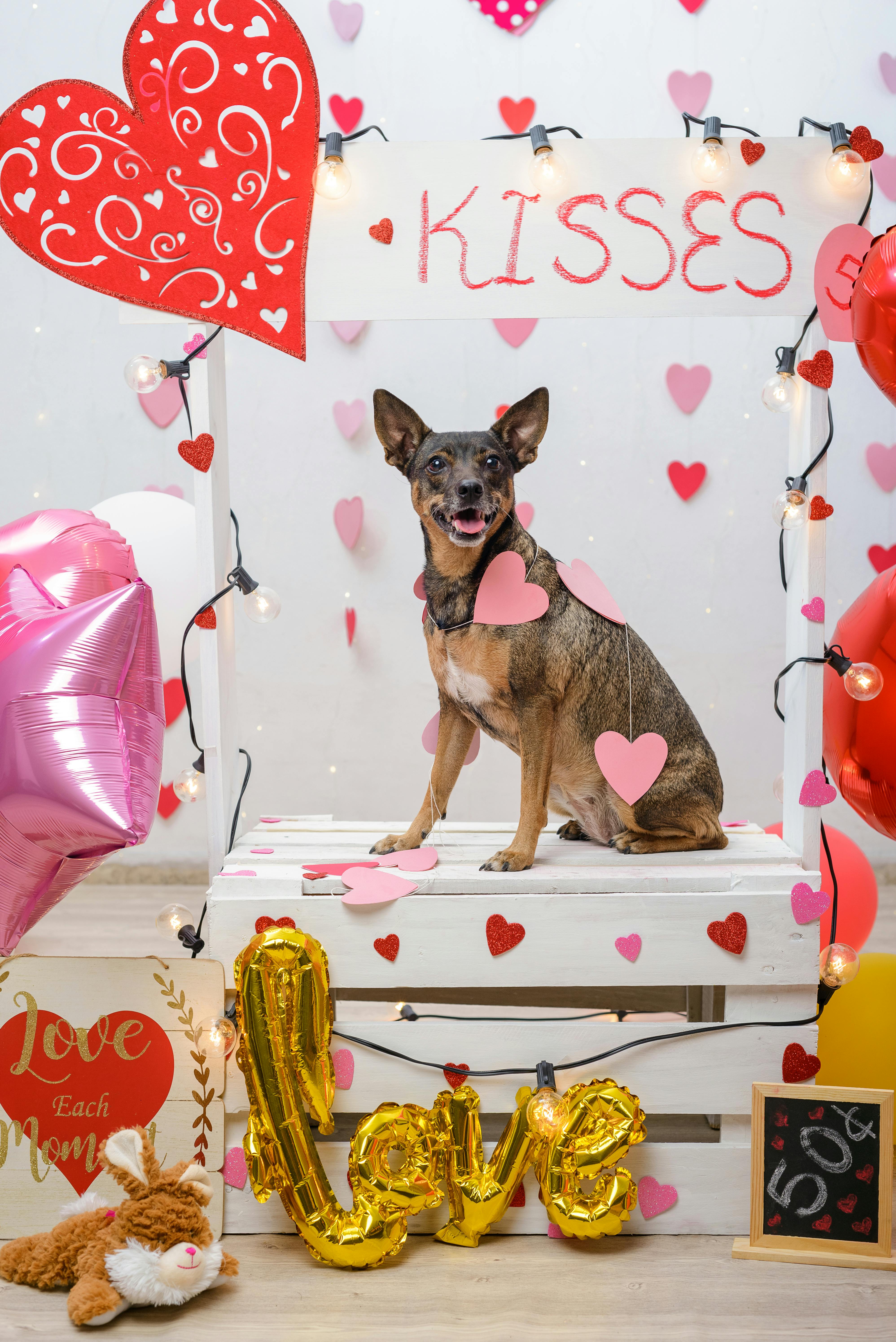 Pooched Photos, Download The BEST Free Pooched Stock Photos & HD Images