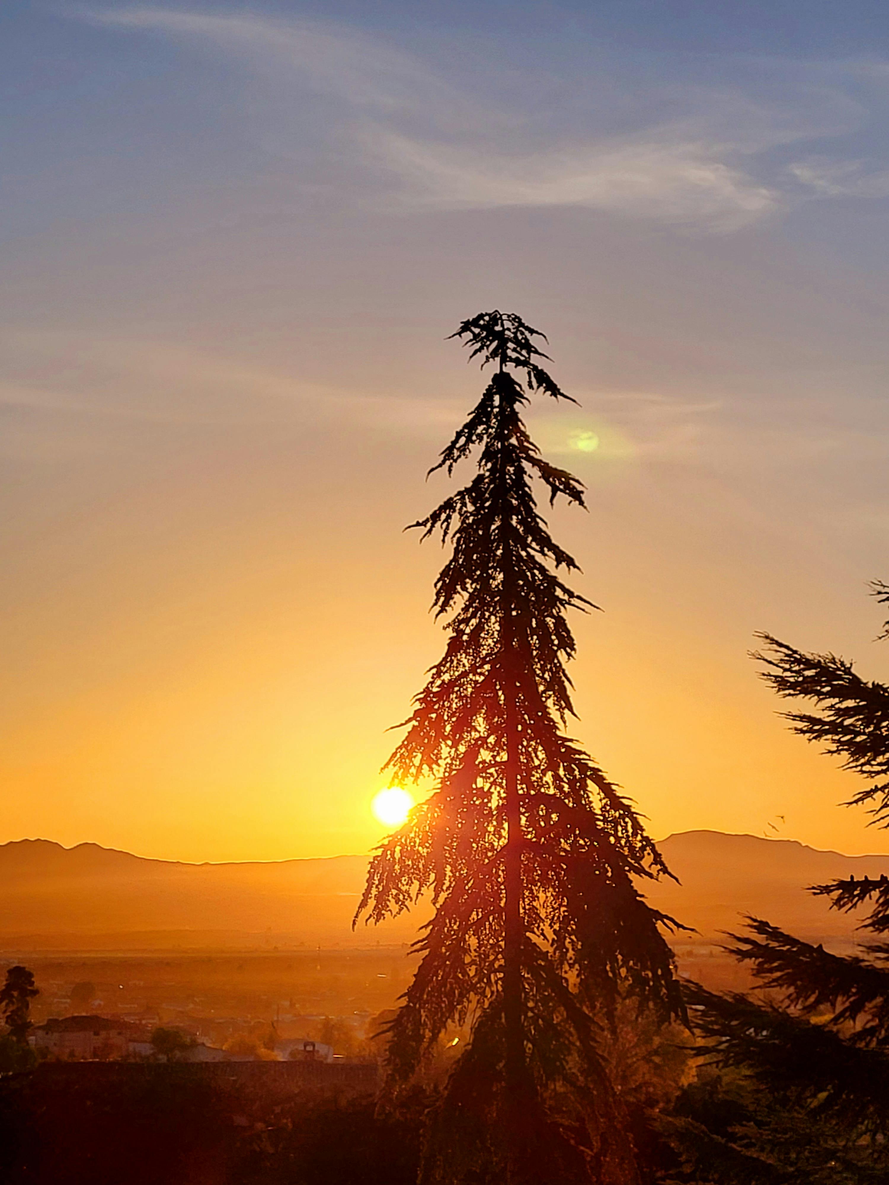 Evergreen Tree at Sunset · Free Stock Photo