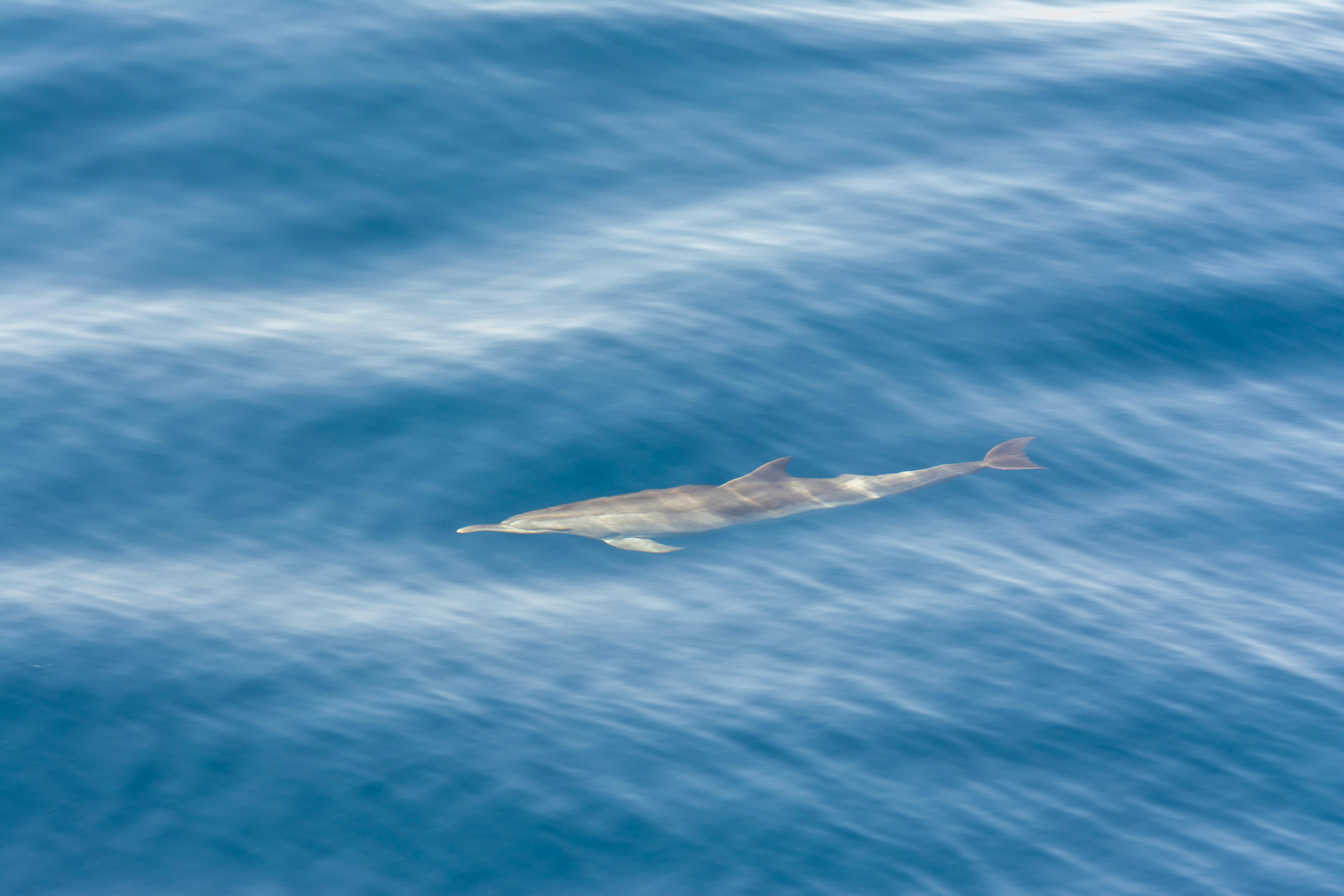 Dolphin's Head in the Surface · Free Stock Photo