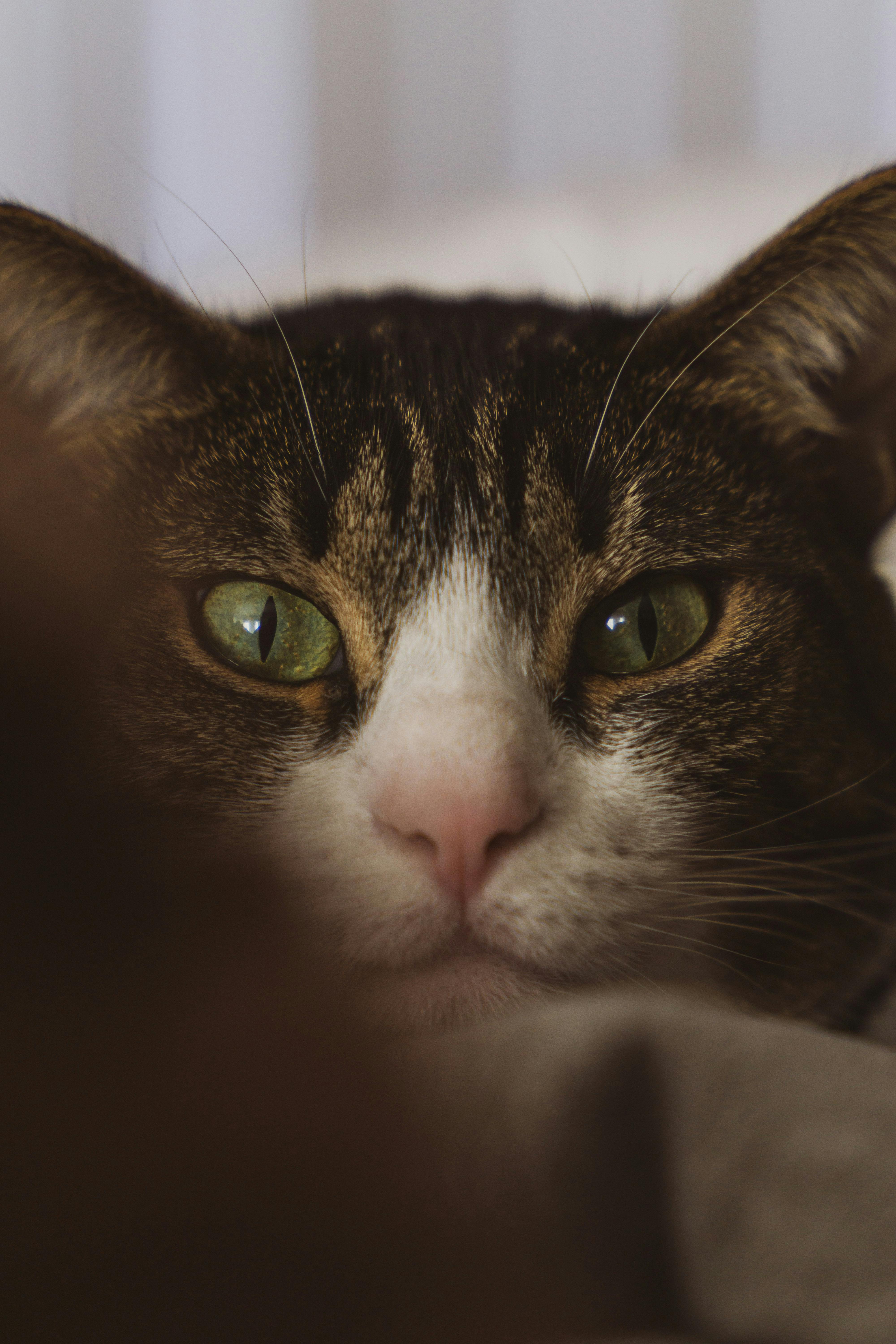 Cute Cat Looking From Behind Door · Free Stock Photo