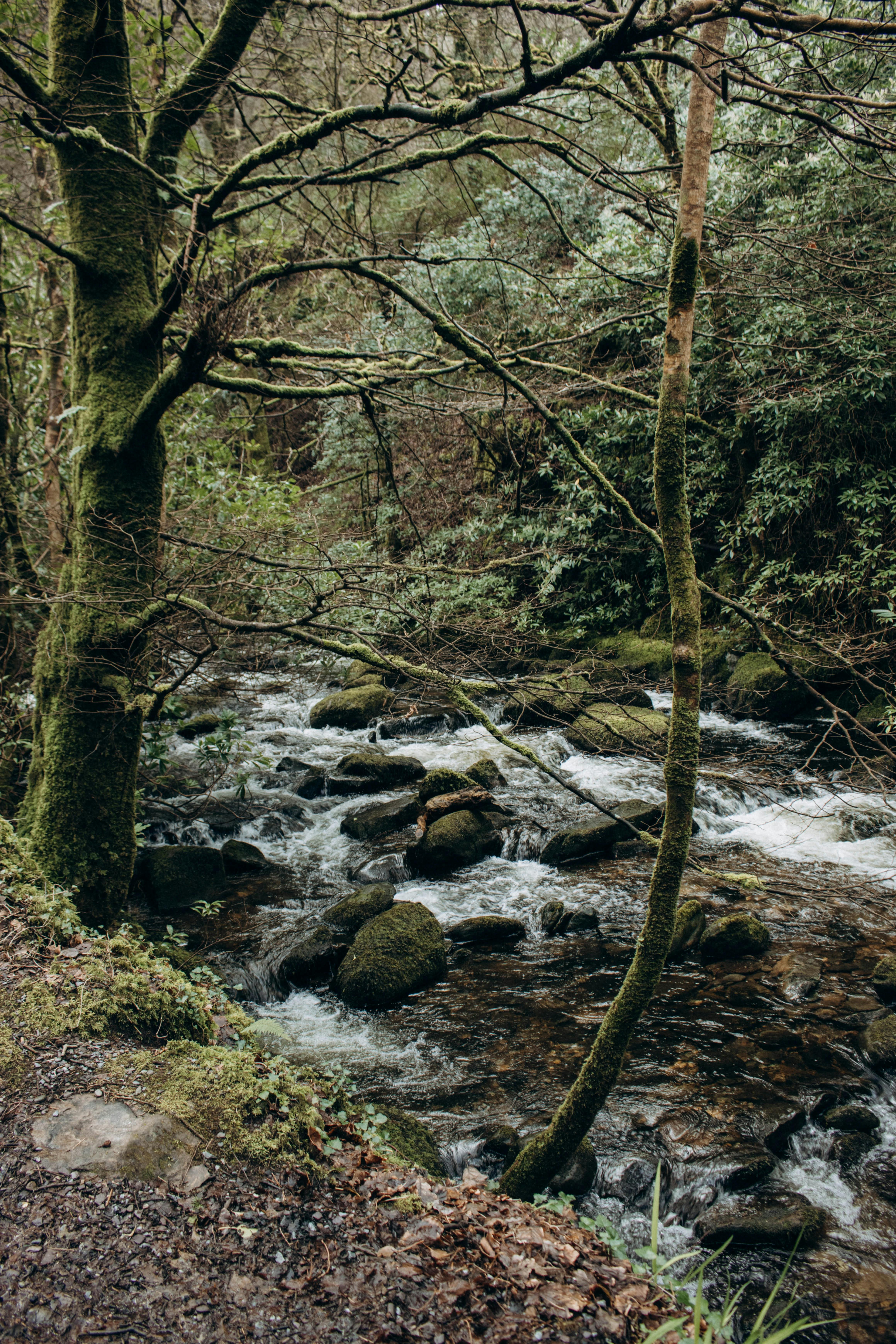 Stream in Forest · Free Stock Photo