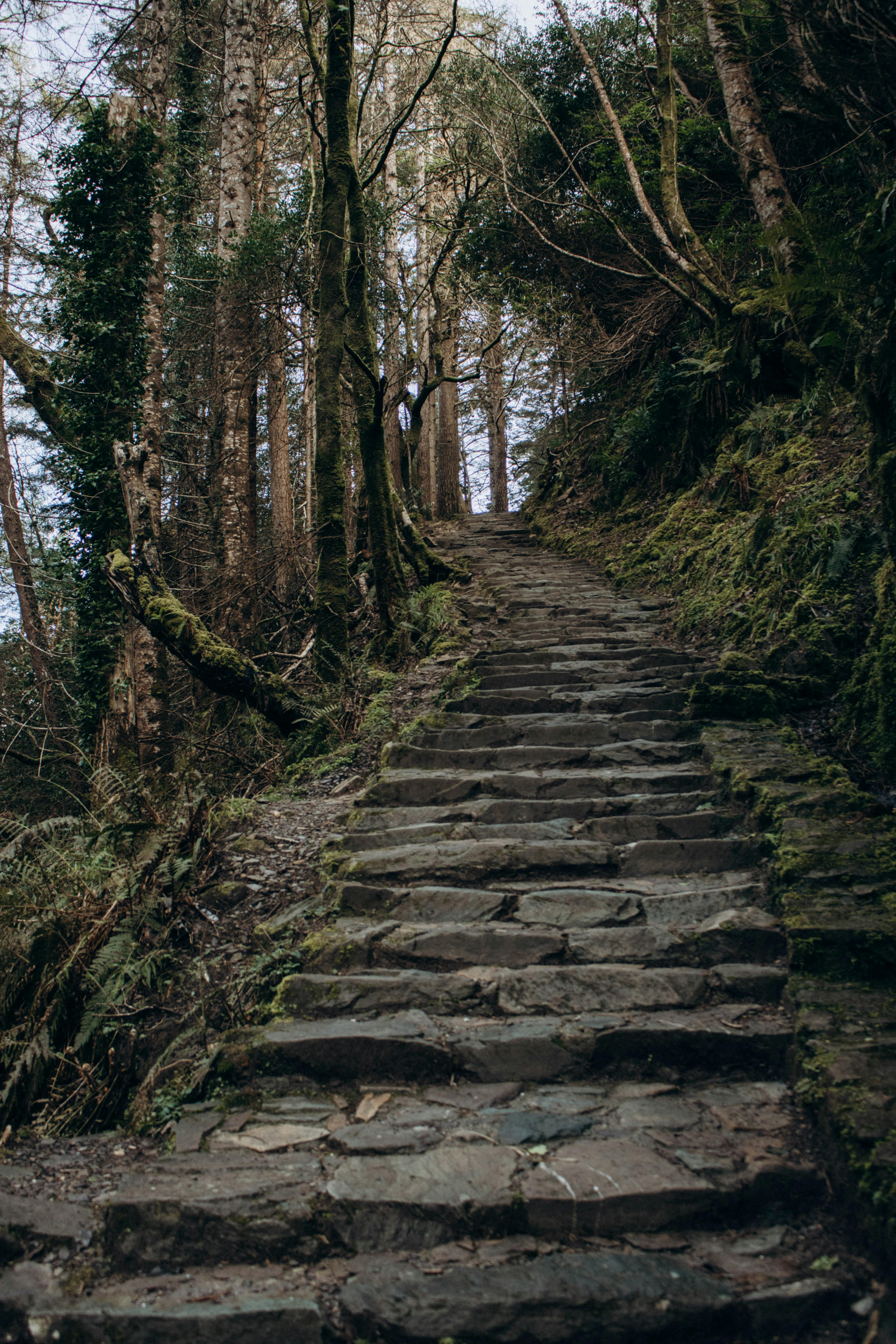 Stone Steps in the Forest · Free Stock Photo
