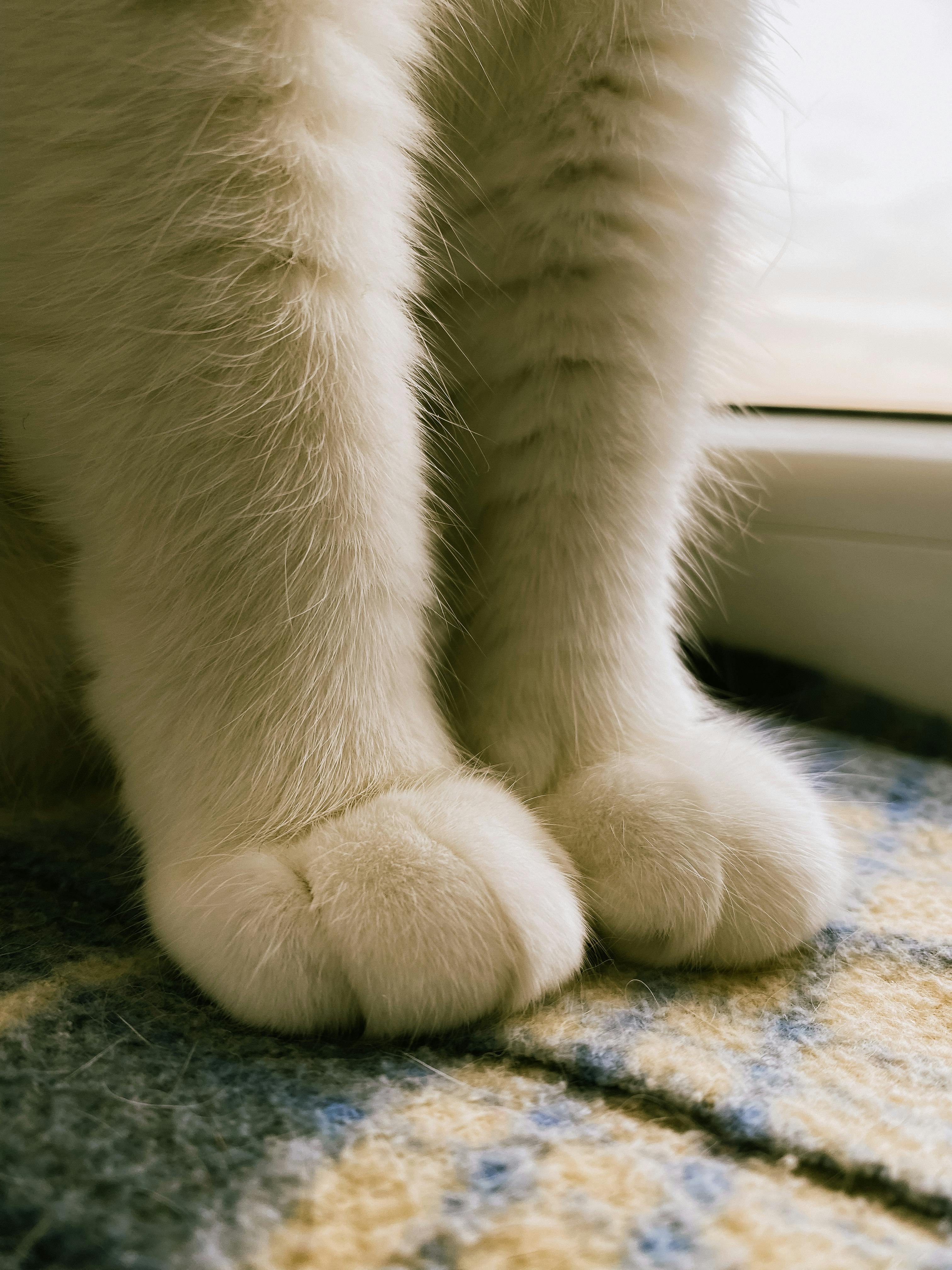 Close-up of Front Paws of a Cat · Free Stock Photo
