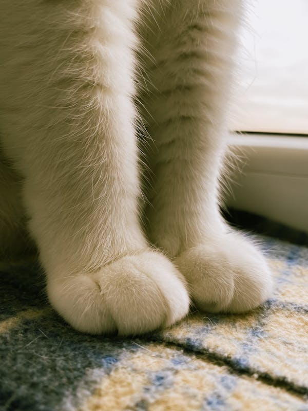 Paws Background Photos, Download The BEST Free Paws Background Stock ...