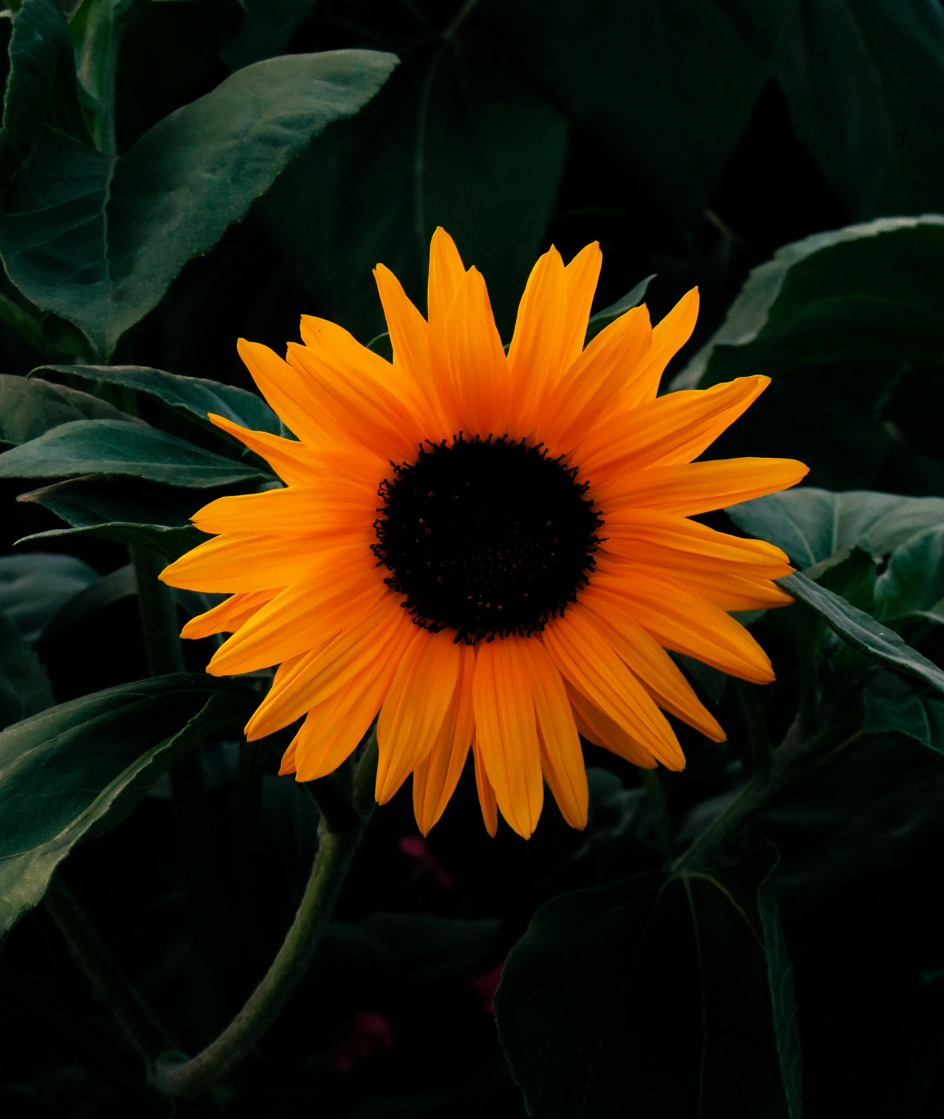 Flower Diagram Photos, Download The BEST Free Flower Diagram Stock ...