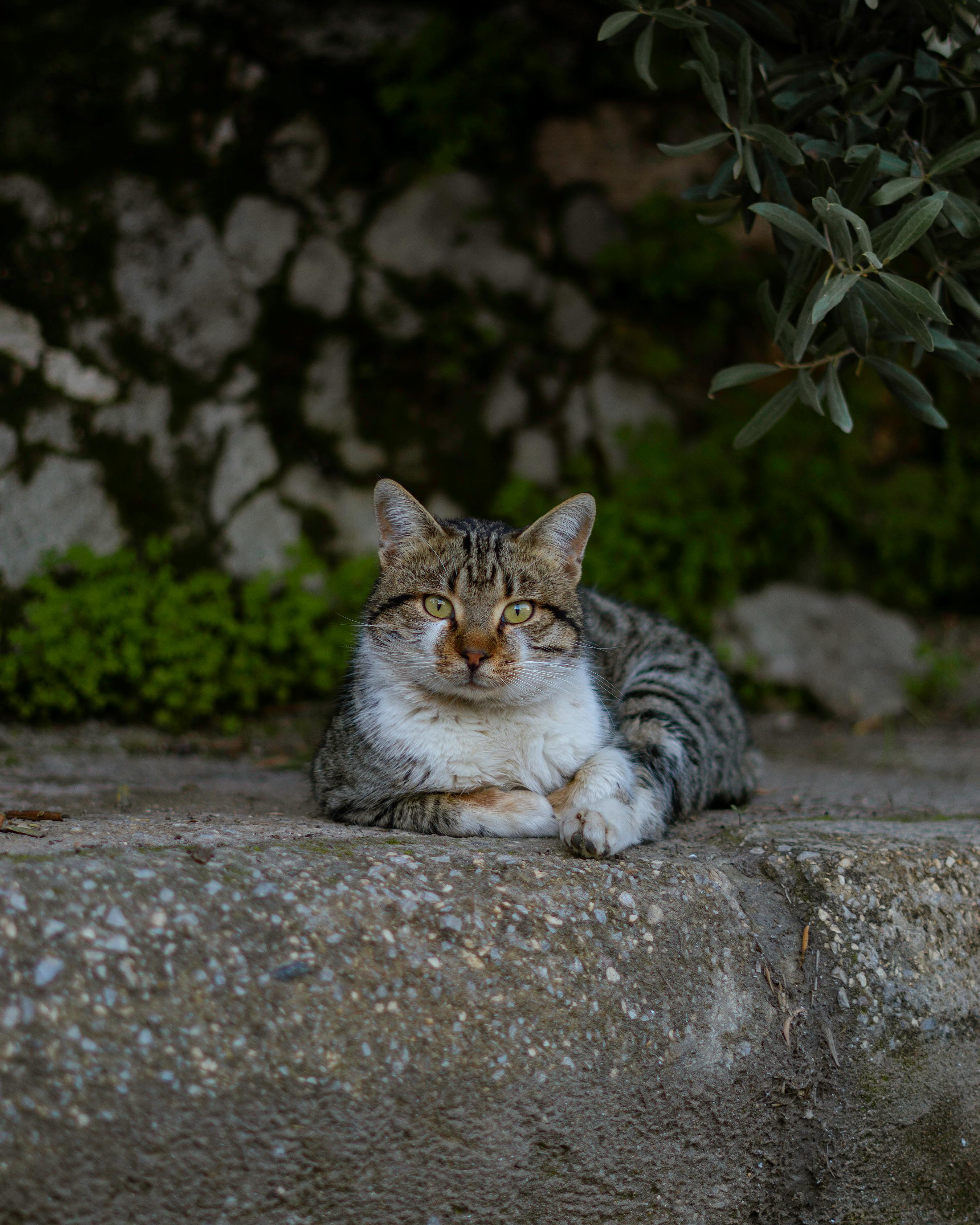 Far Cat Photos, Download The BEST Free Far Cat Stock Photos & HD Images