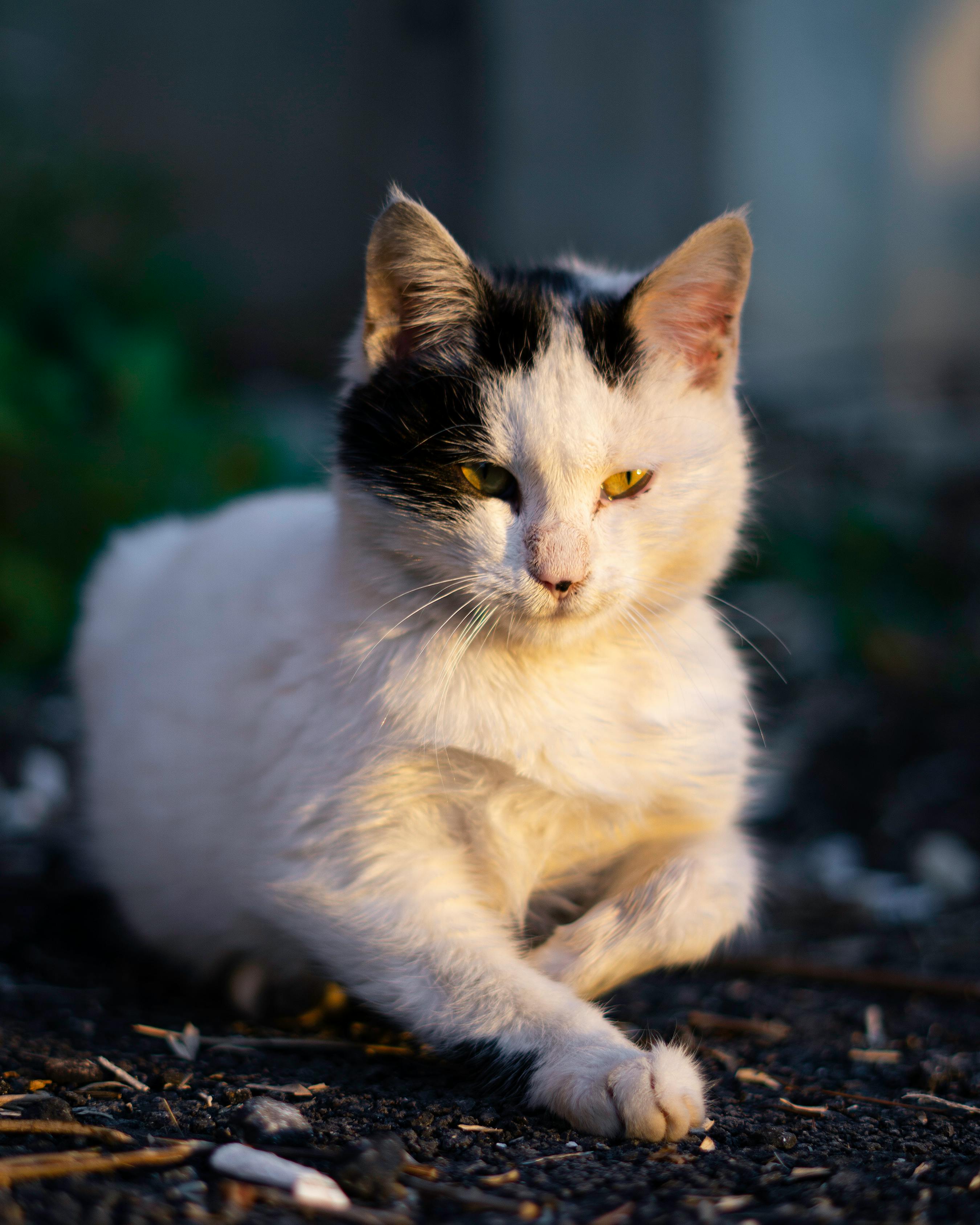 Young Cat in Barn · Free Stock Photo