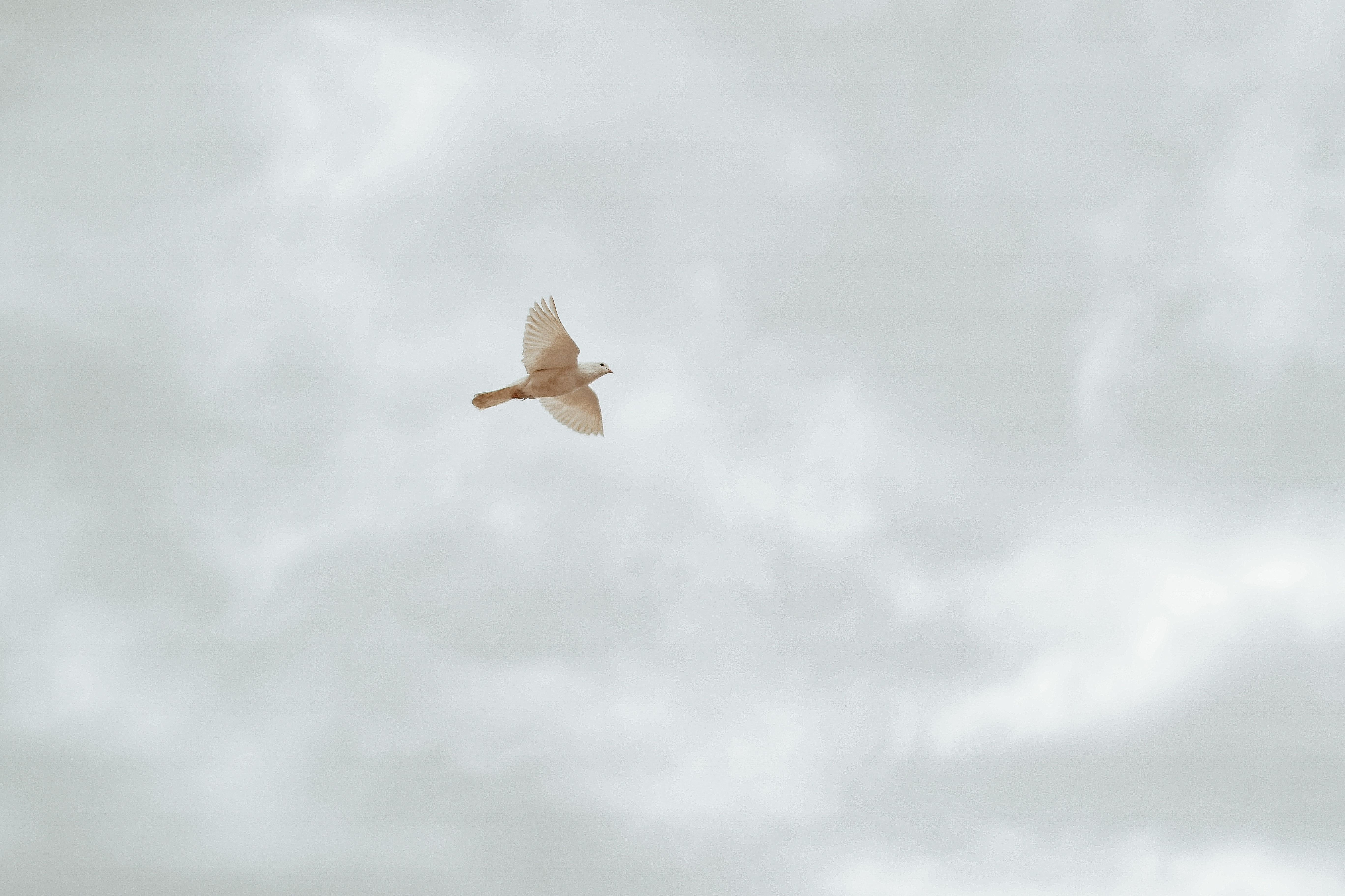 Birds Flying under Clouds at Sunset · Free Stock Photo