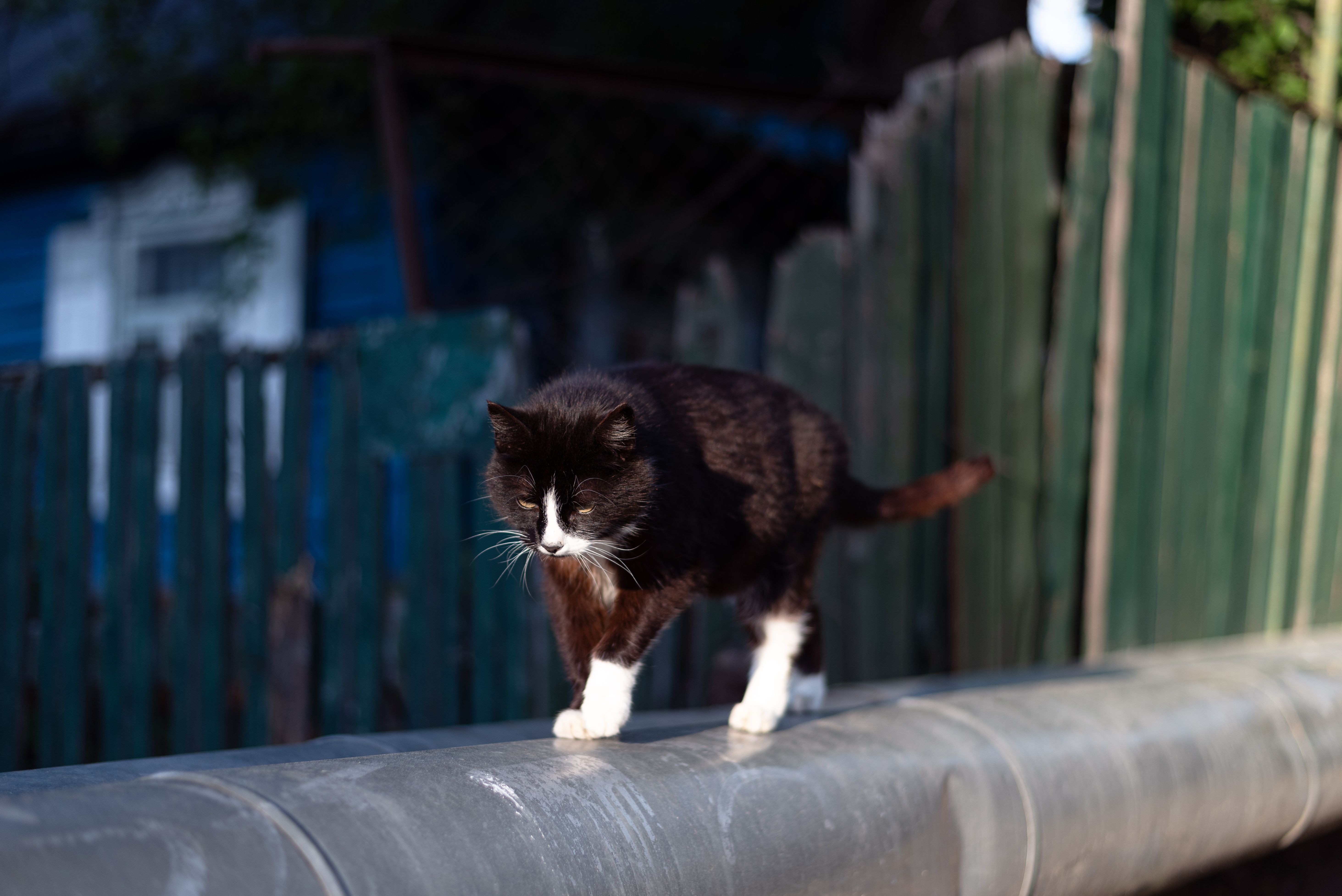 Cat Walking on Pipe · Free Stock Photo