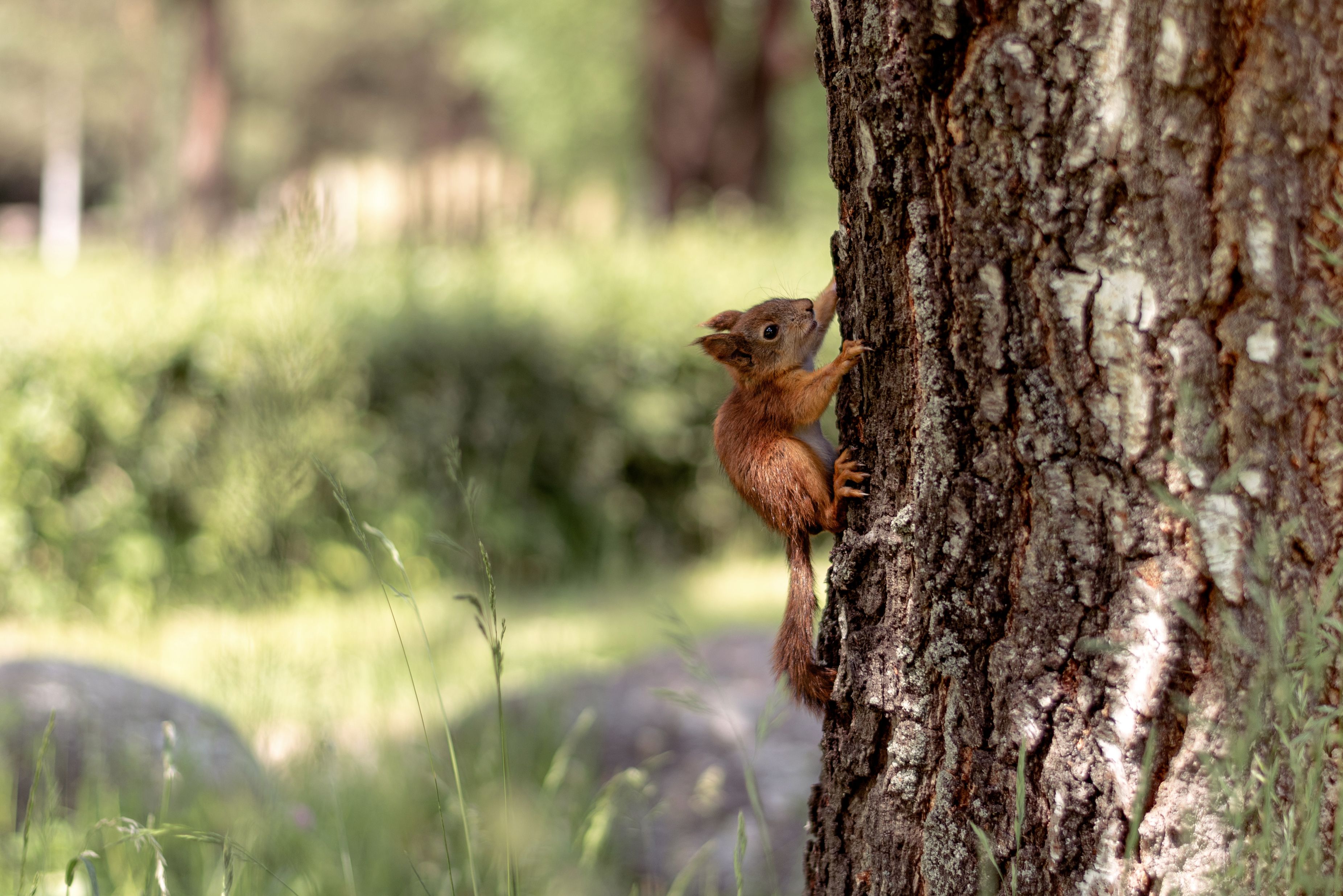 A Squirrel on a Tree · Free Stock Photo