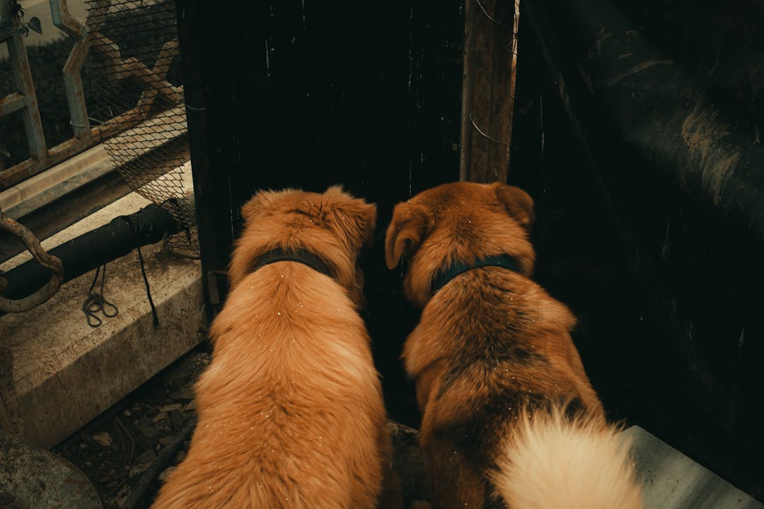 Understanding Dogs Tail Anatomy: A Detailed Guide