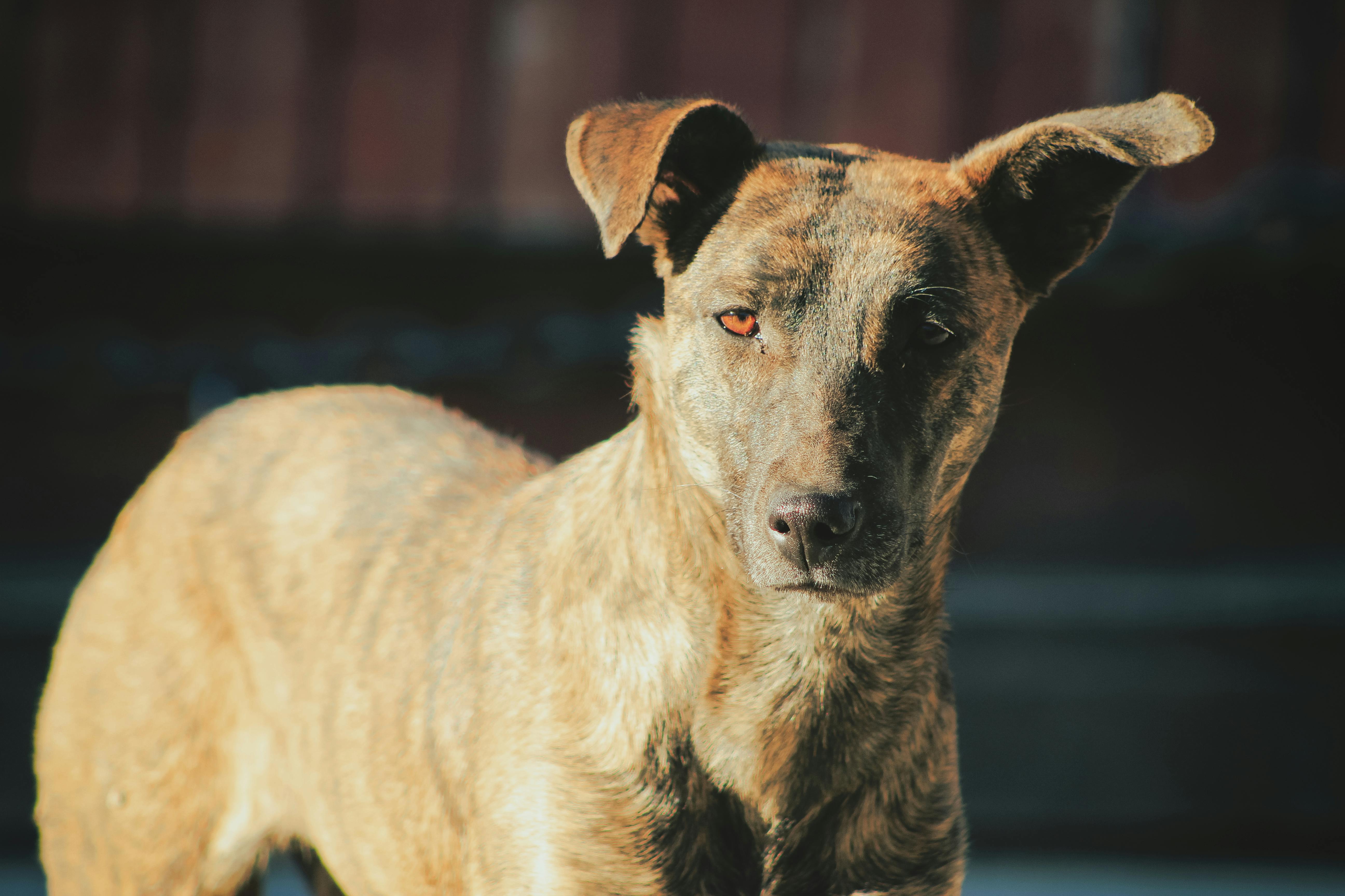 A Brown Dog Standing Outside in Sunlight · Free Stock Photo