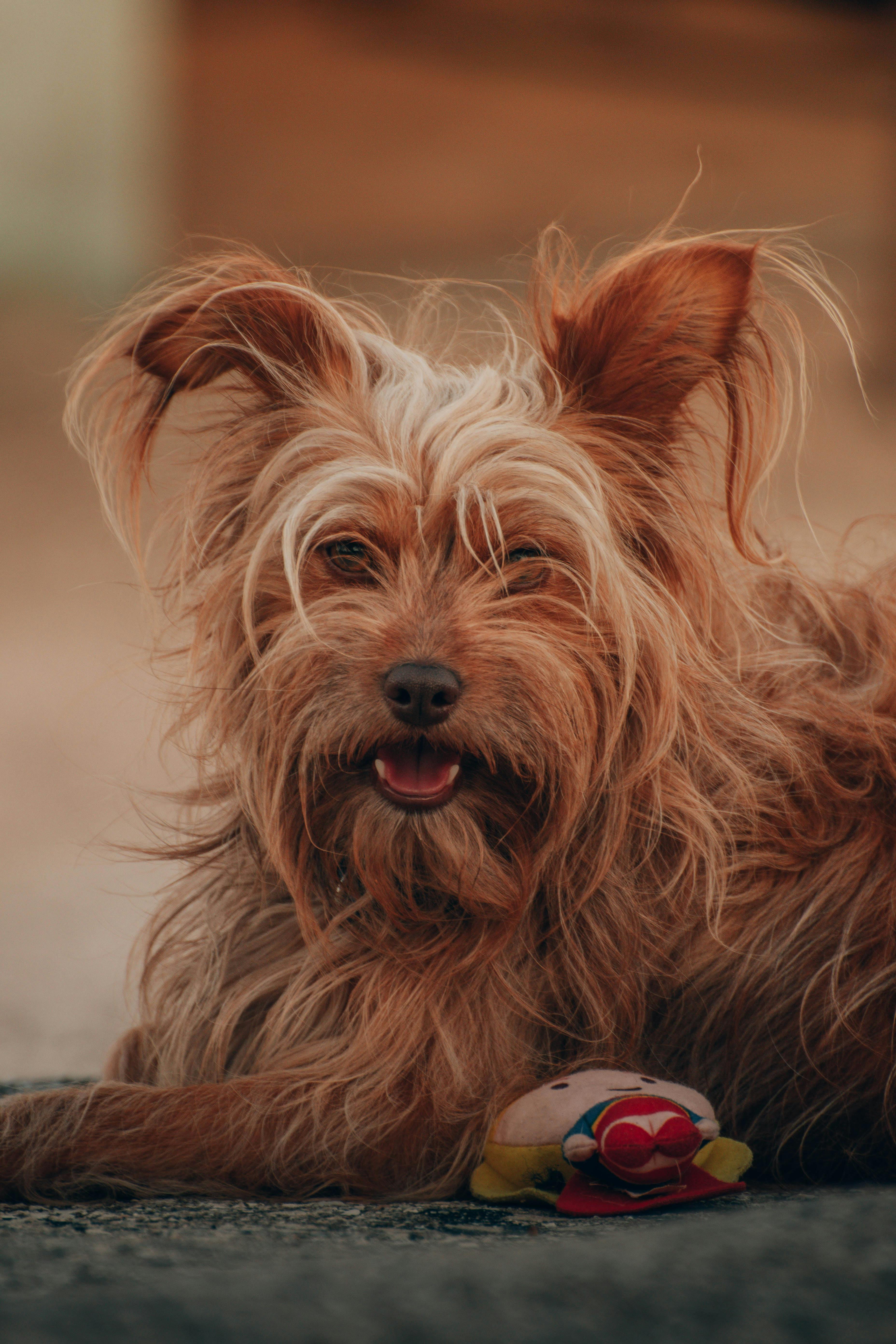 Close up of Dog · Free Stock Photo