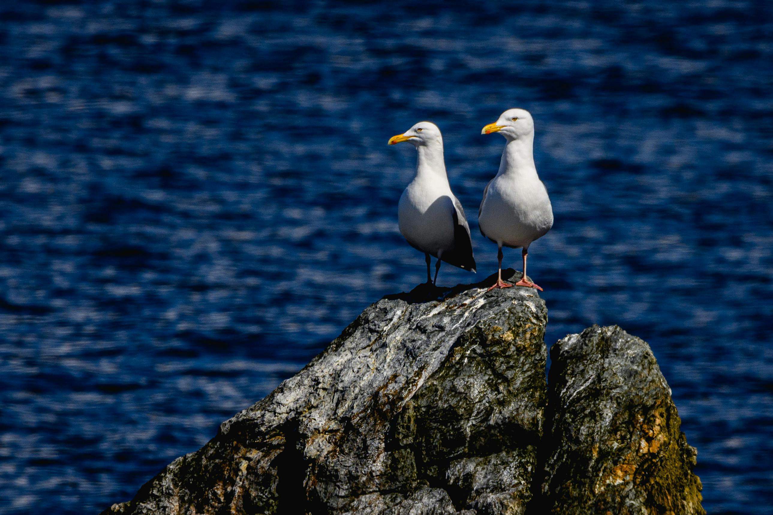 Two Seagulls Perching on Rock · Free Stock Photo
