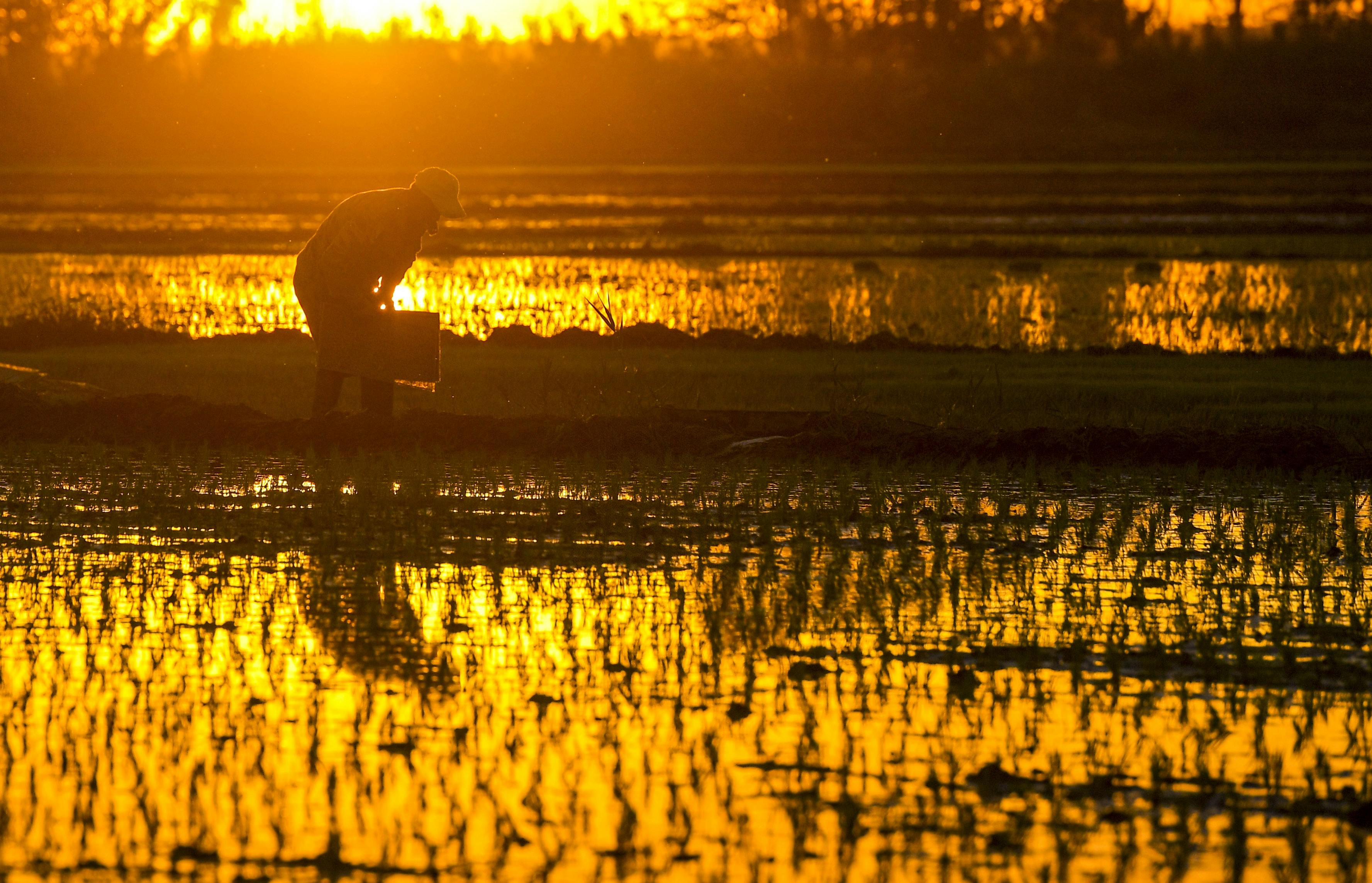 Man on Rice Field at Sunset · Free Stock Photo