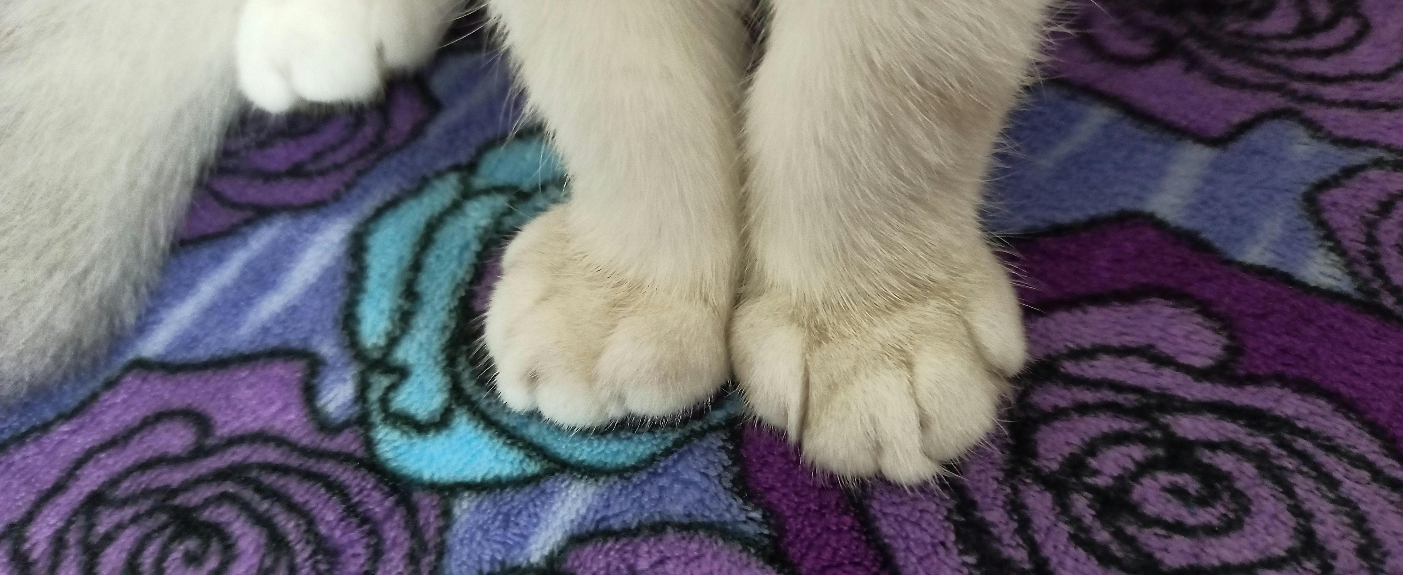 Wizard System - Fotografía