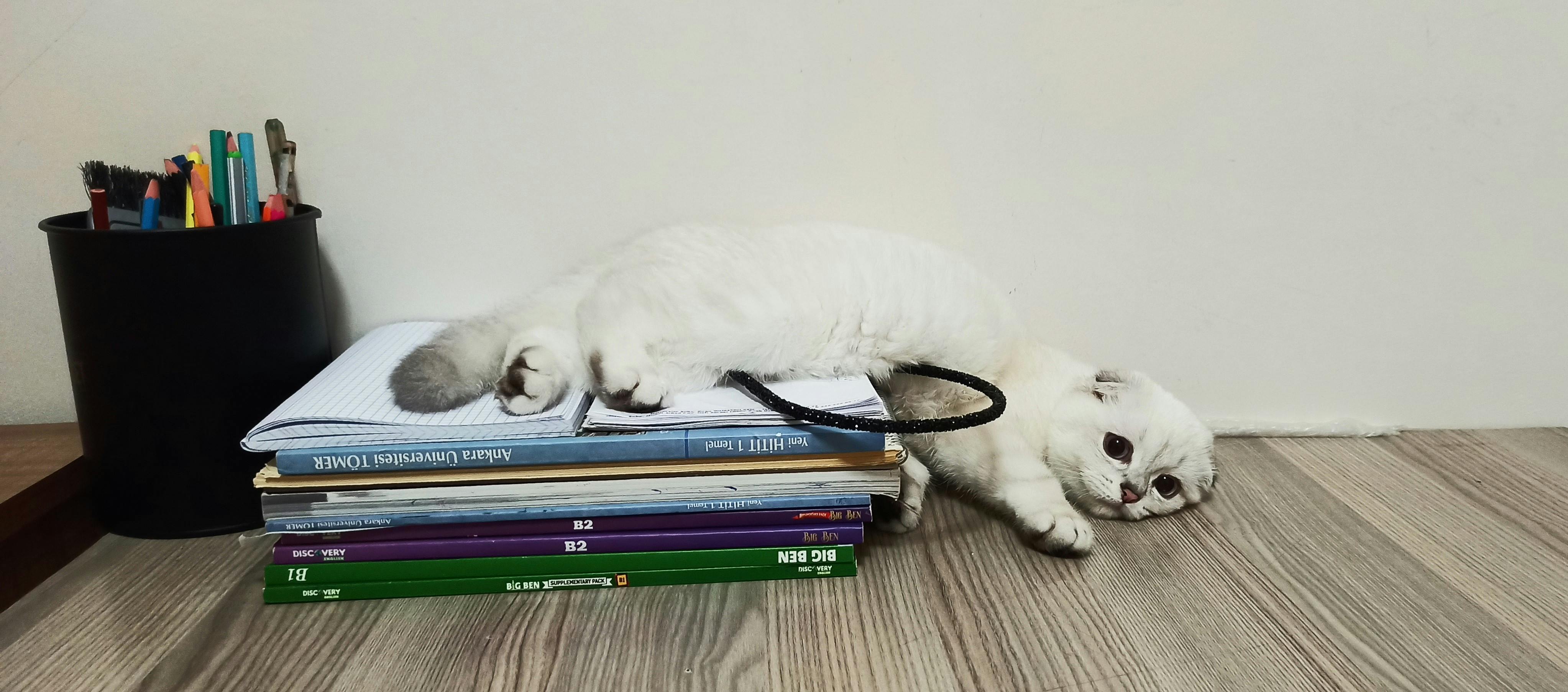 Wizard System - Fotografía