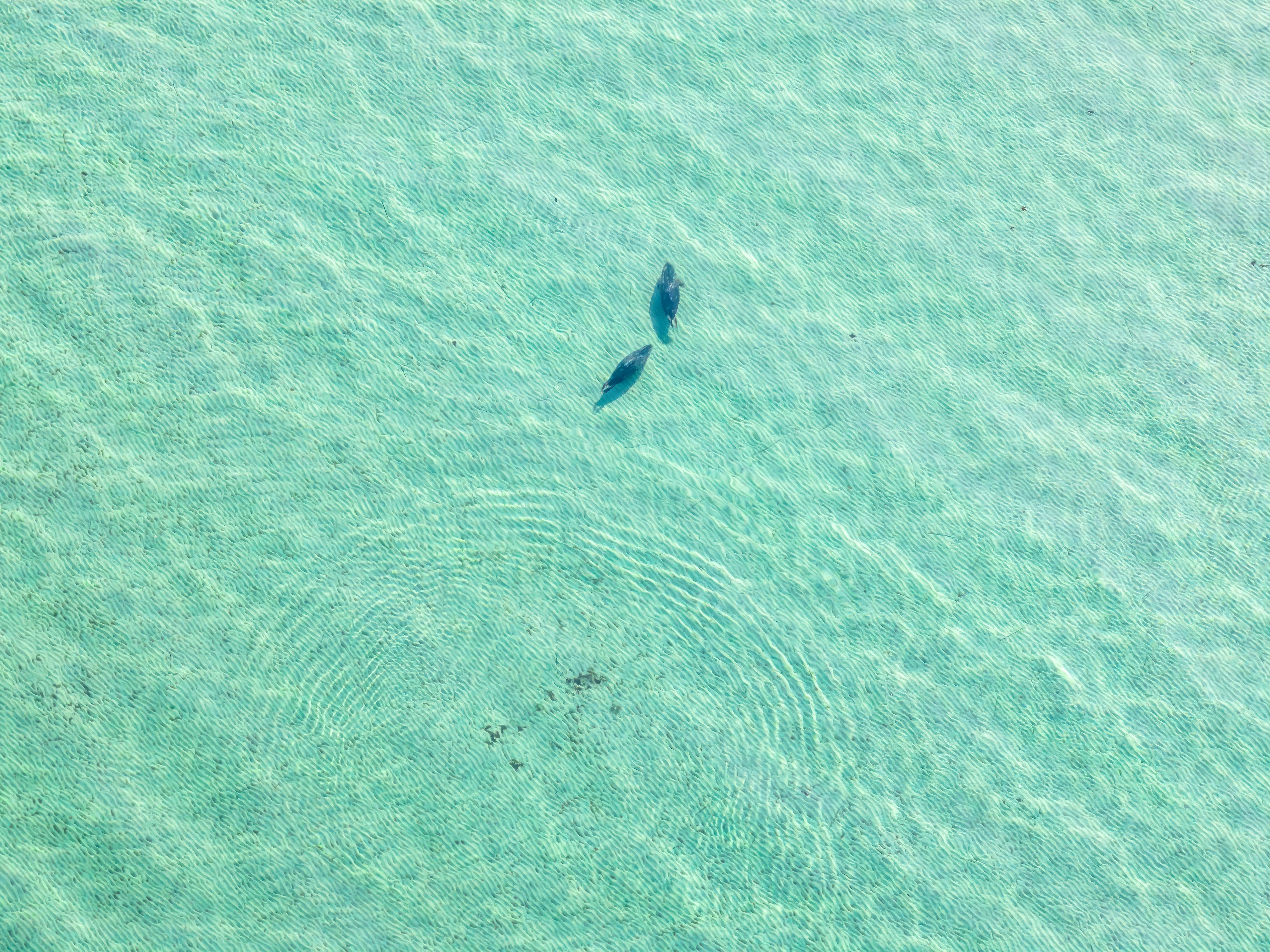 Animals Swimming in Transparent Water · Free Stock Photo