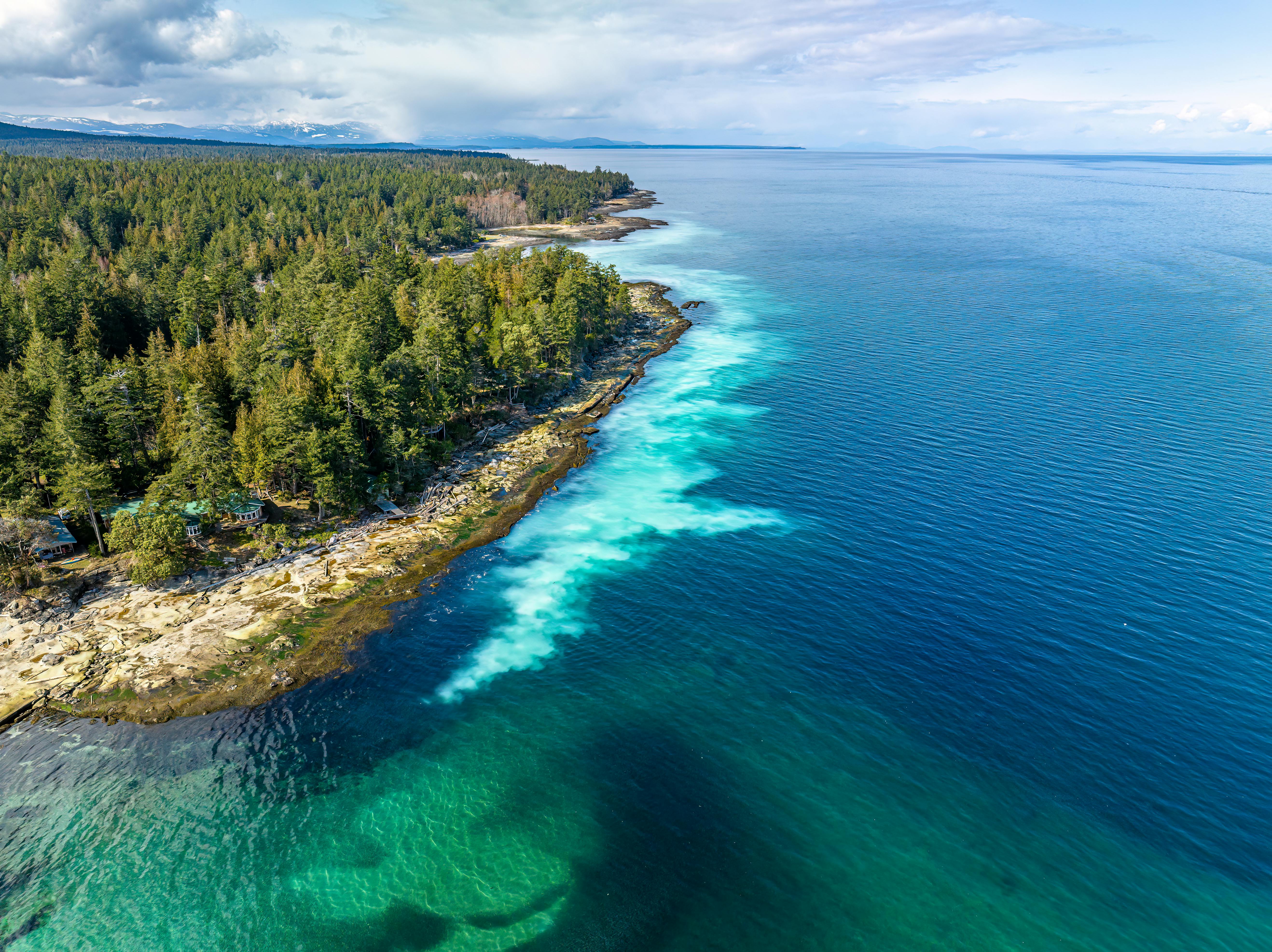 Forest on Sea Shore · Free Stock Photo
