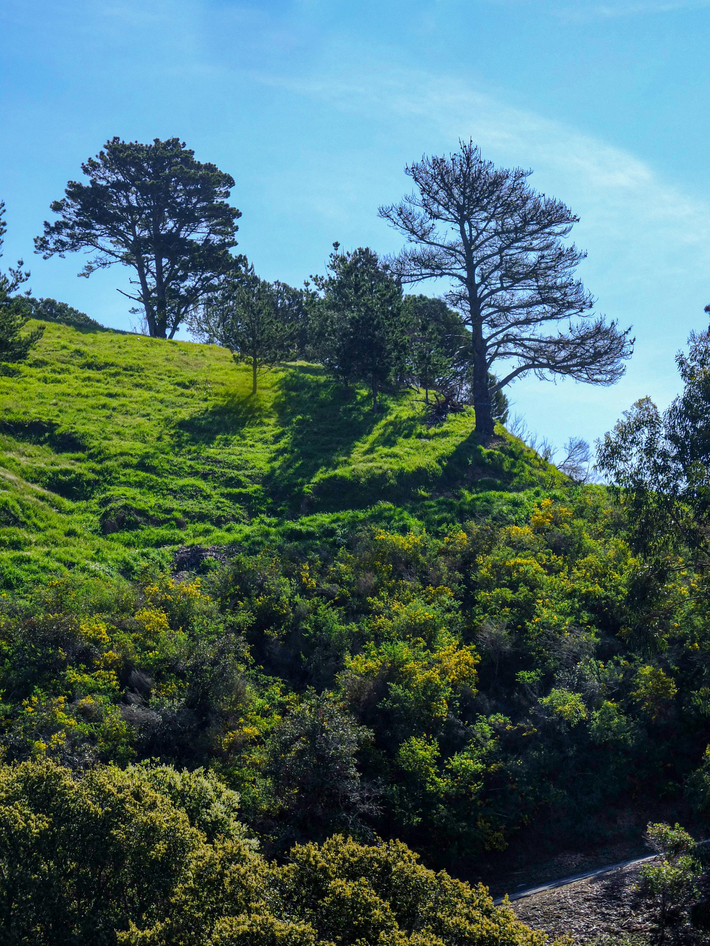 Trees on Green, Sunlit Hill · Free Stock Photo