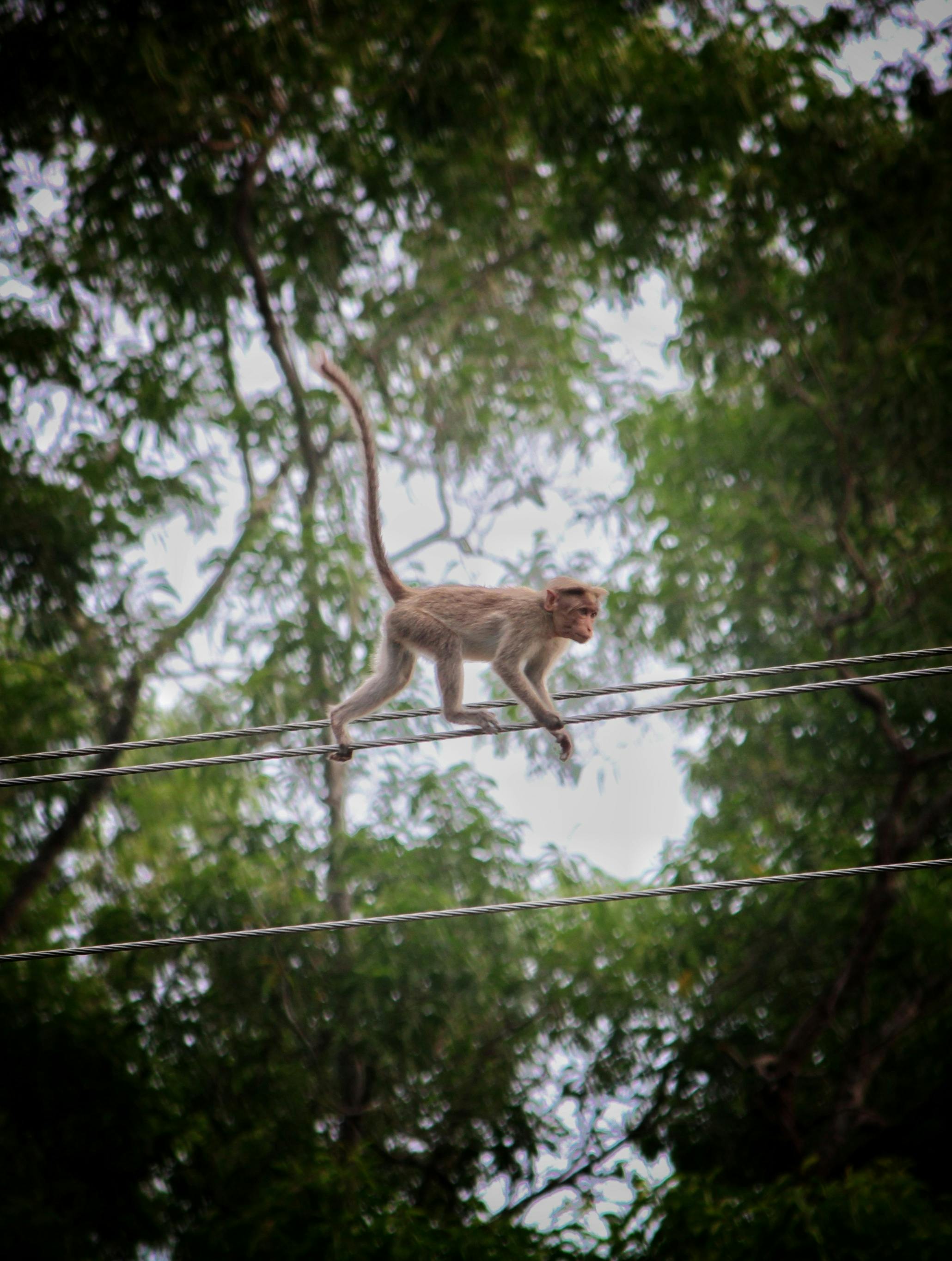 Macaque Walking across Hanging Ropes · Free Stock Photo