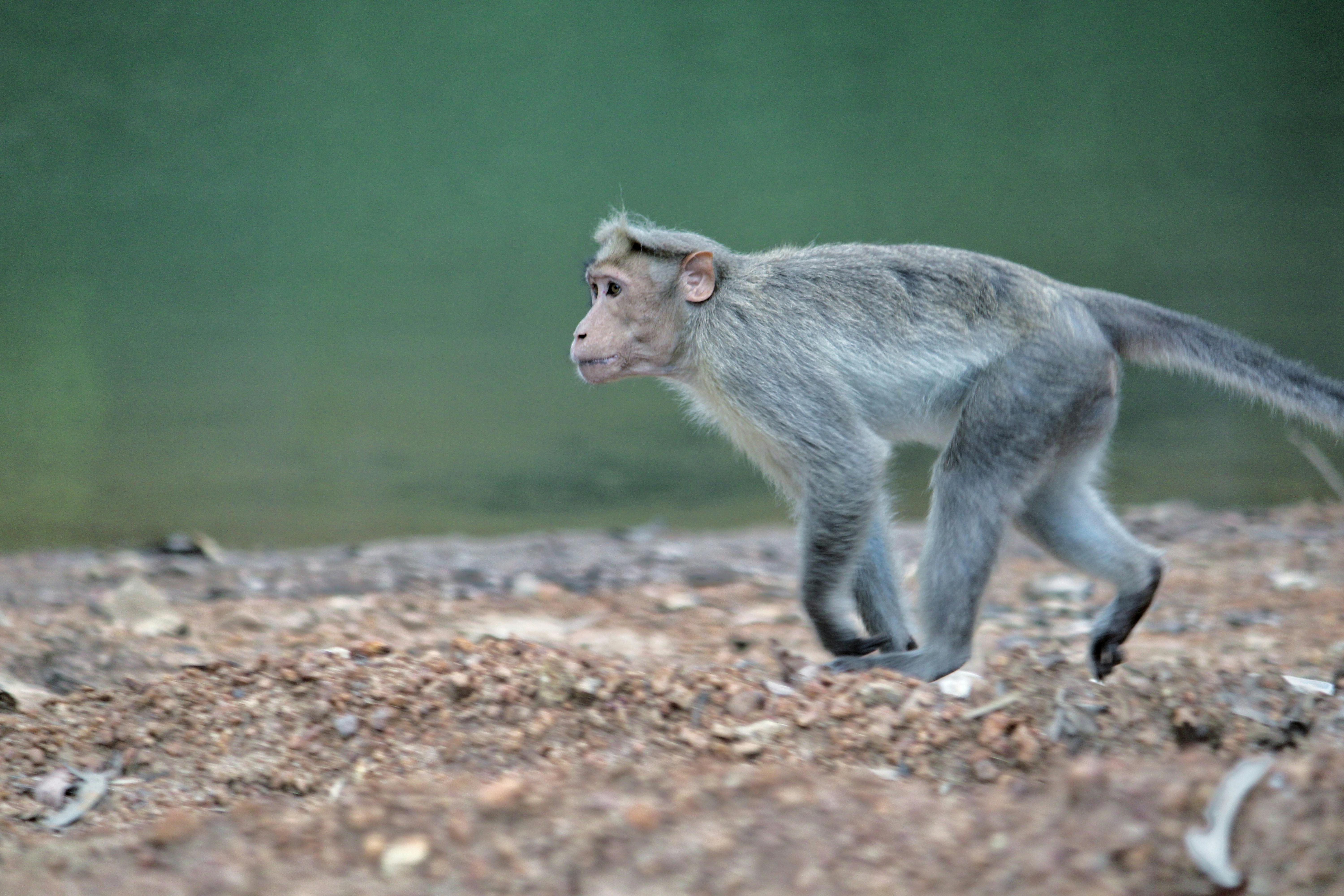 Photo of a Walking Monkey · Free Stock Photo