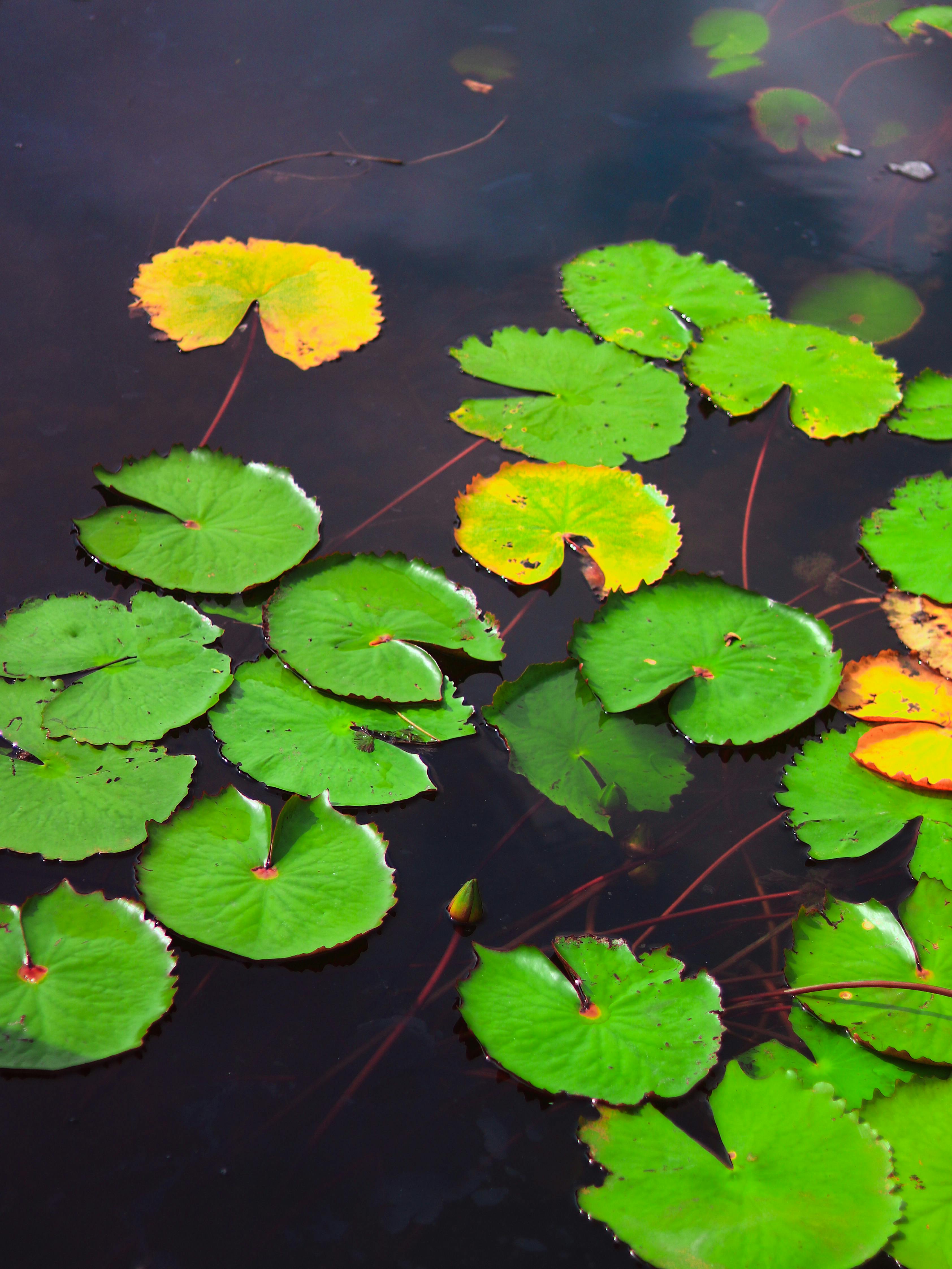 Green Lilly Leaves on a Pond · Free Stock Photo