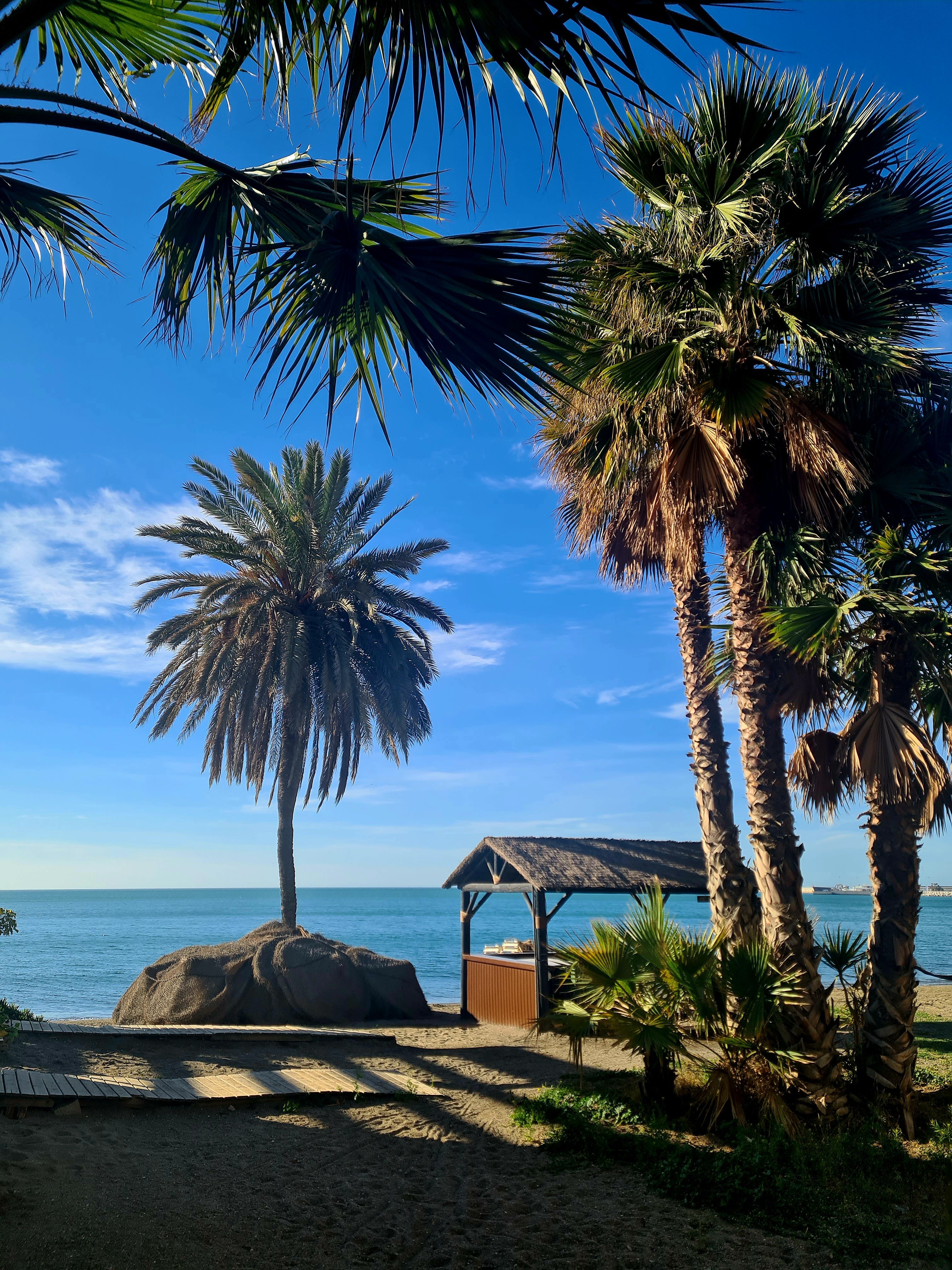 Palm Trees on Sea Shore · Free Stock Photo